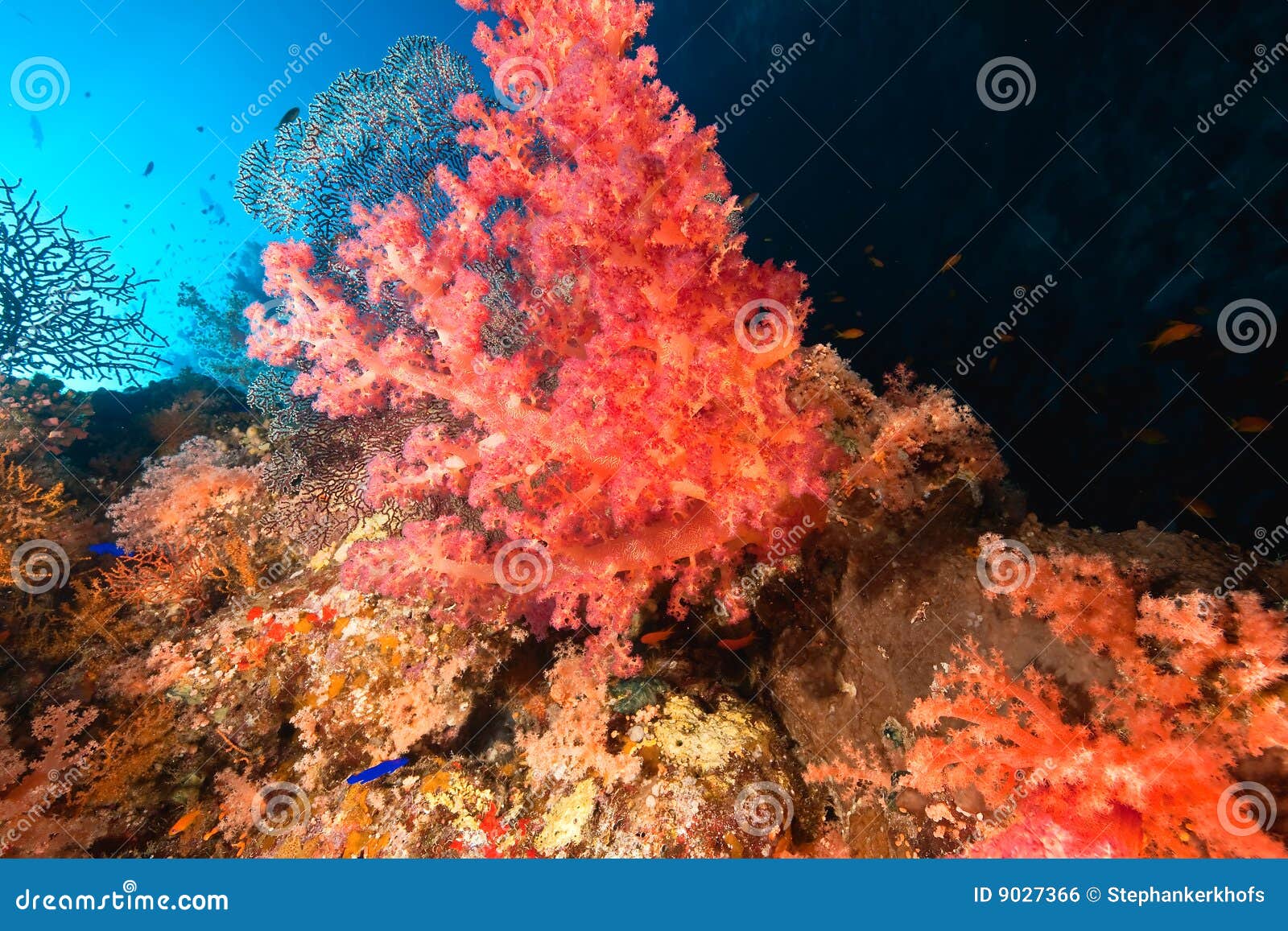 Ocean, coral and fish stock photo. Image of rays, nature - 9027366