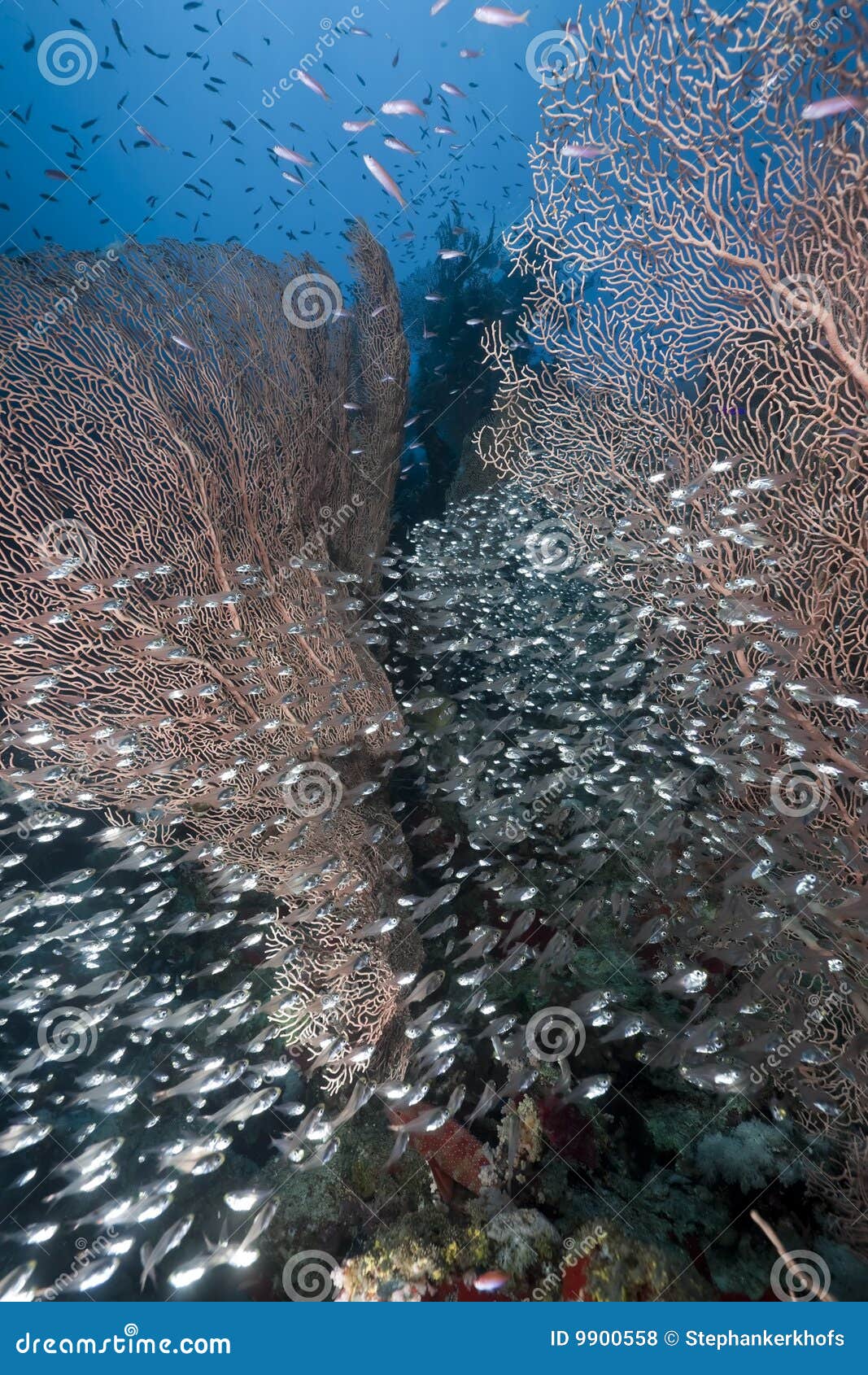 Ocean, coral and glassfish stock photo. Image of hardcoral - 9900558