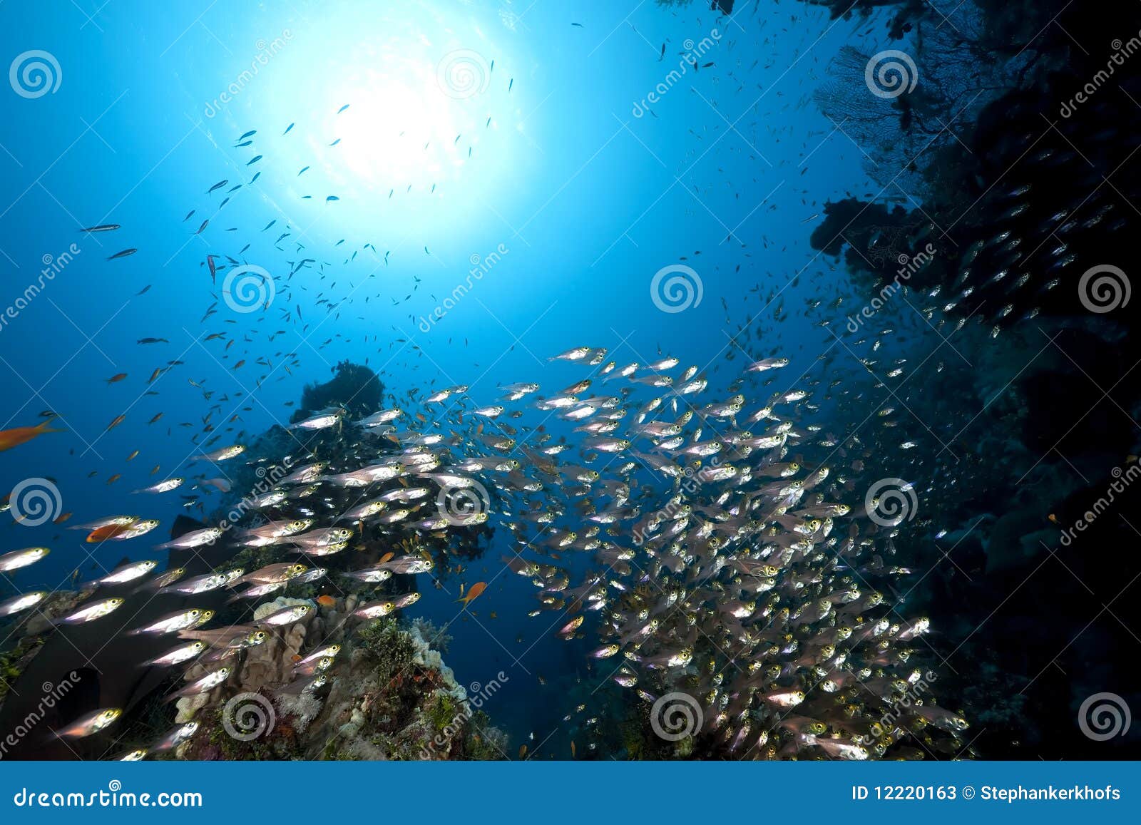 Ocean, Coral and Golden Sweepers Stock Image - Image of serene, diving ...