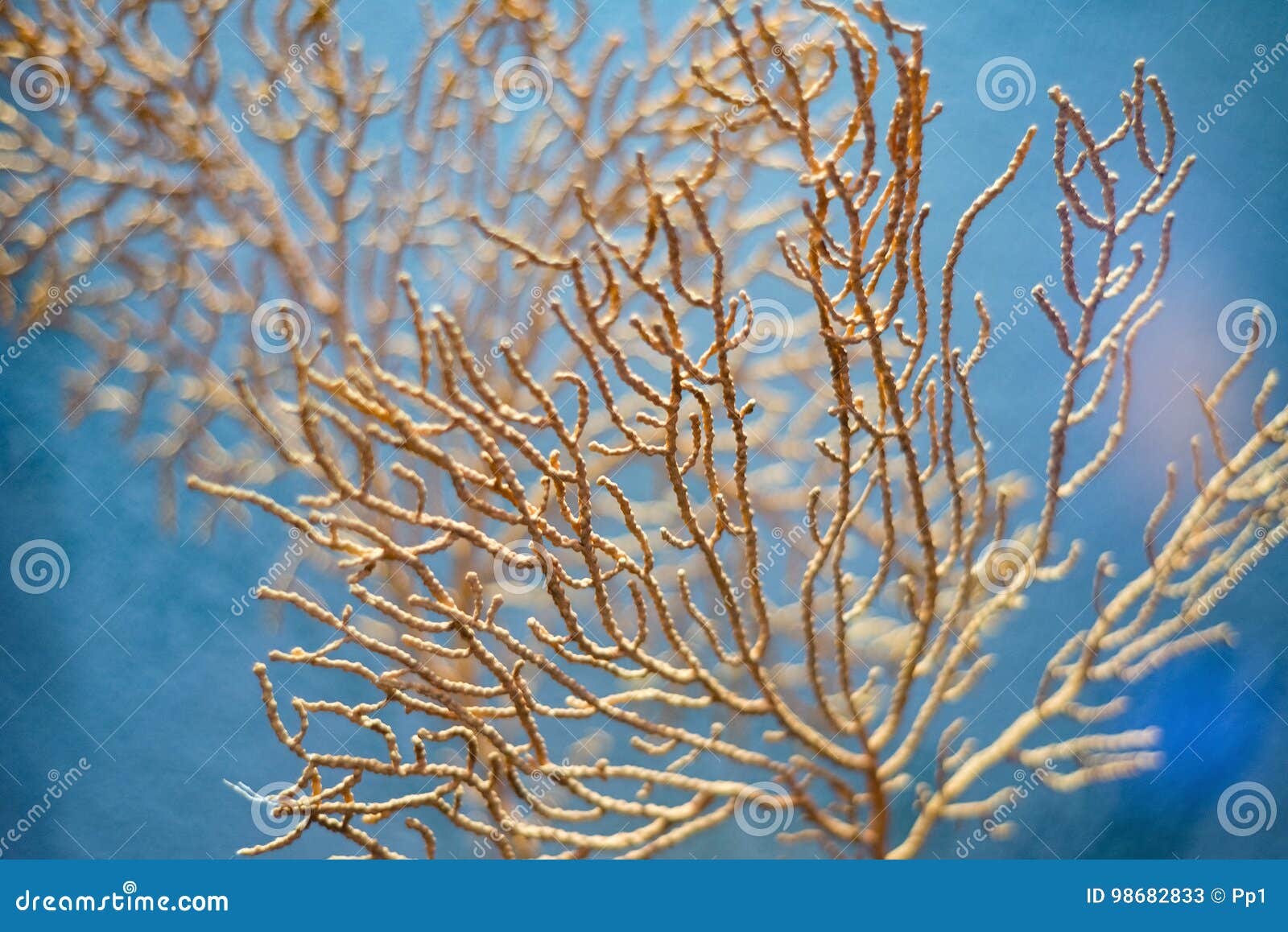 Ocean Coral Reef Plan Close-up Detail Stock Image - Image of deep ...