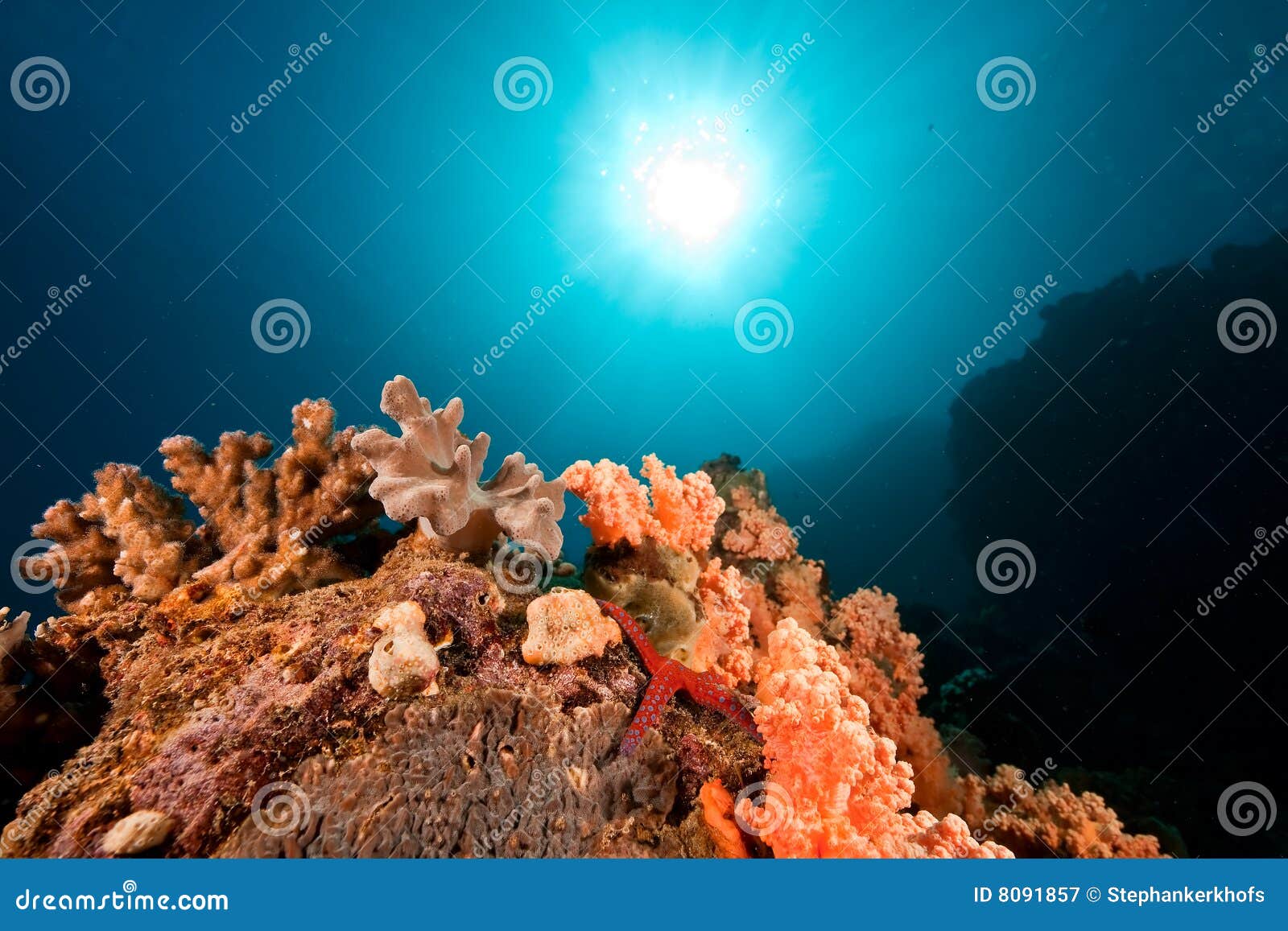 Ocean, coral and sun stock image. Image of tropical, saltwater - 8091857