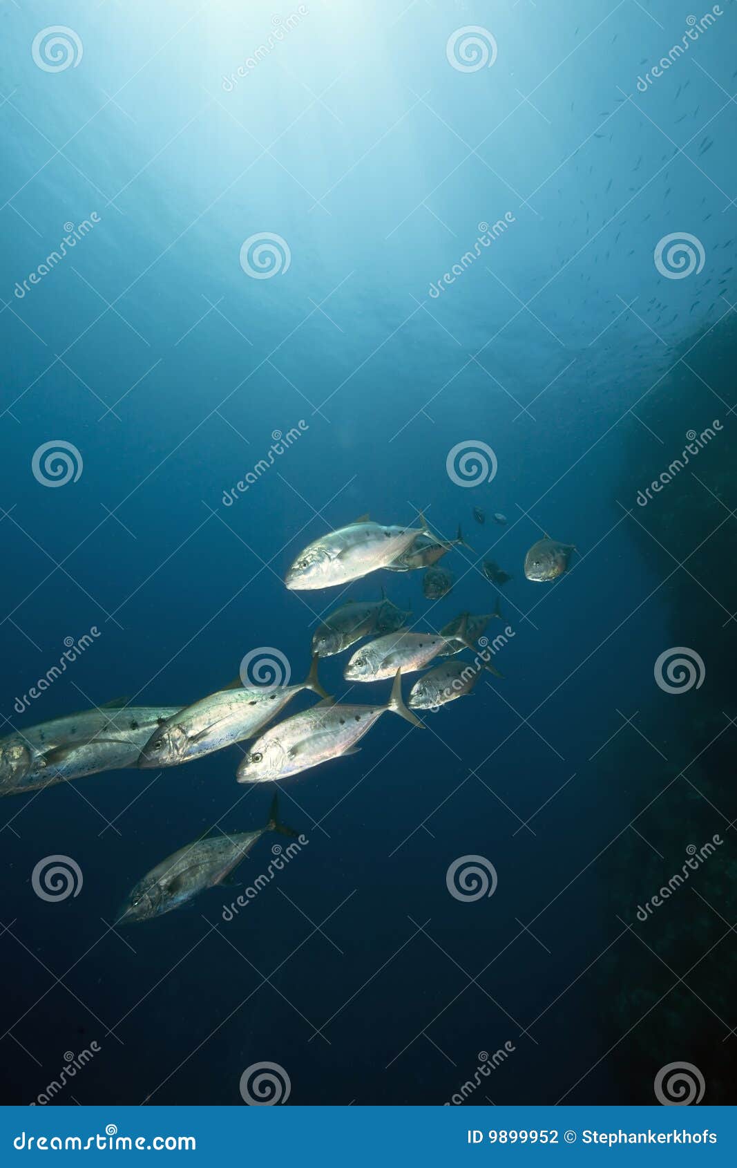 Ocean and Doublespotted Queenfish Stock Photo - Image of coral, diving ...