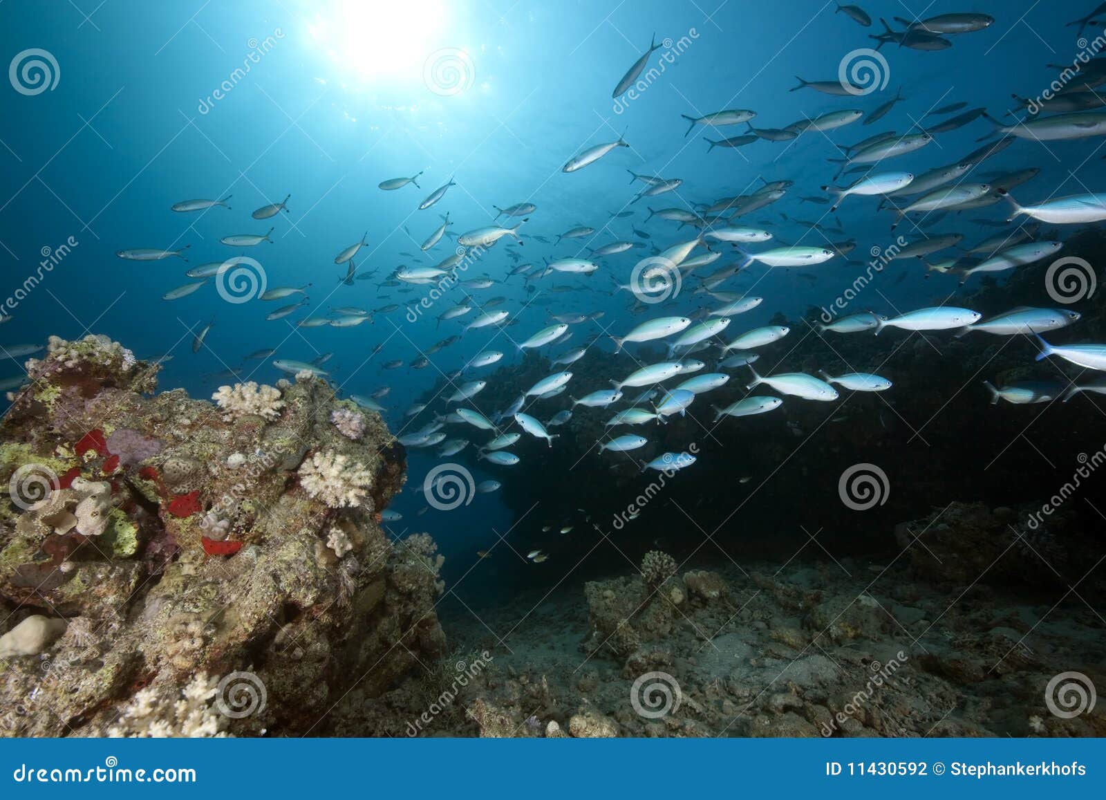 Ocean and fish stock photo. Image of seascape, space - 11430592