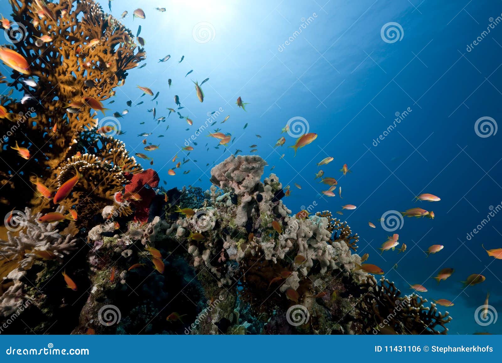 Ocean and fish stock photo. Image of ocean, sunshine - 11431106
