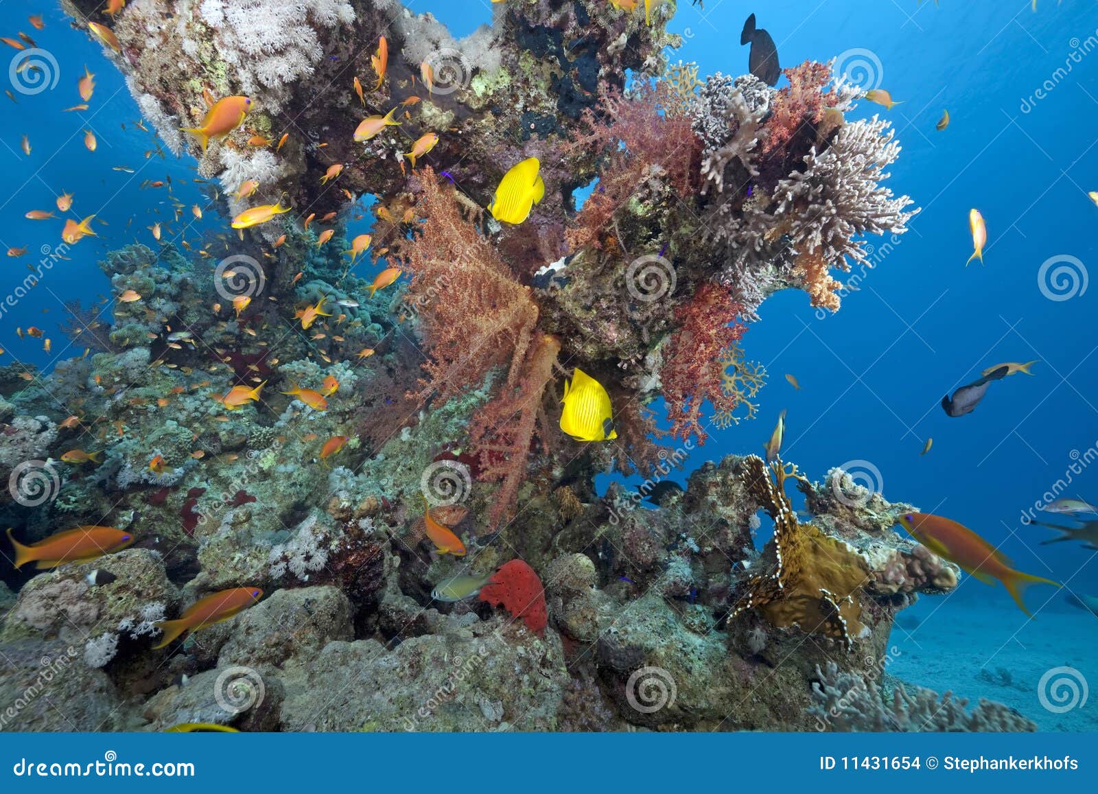 Ocean and fish stock photo. Image of aqua, animal, white - 11431654