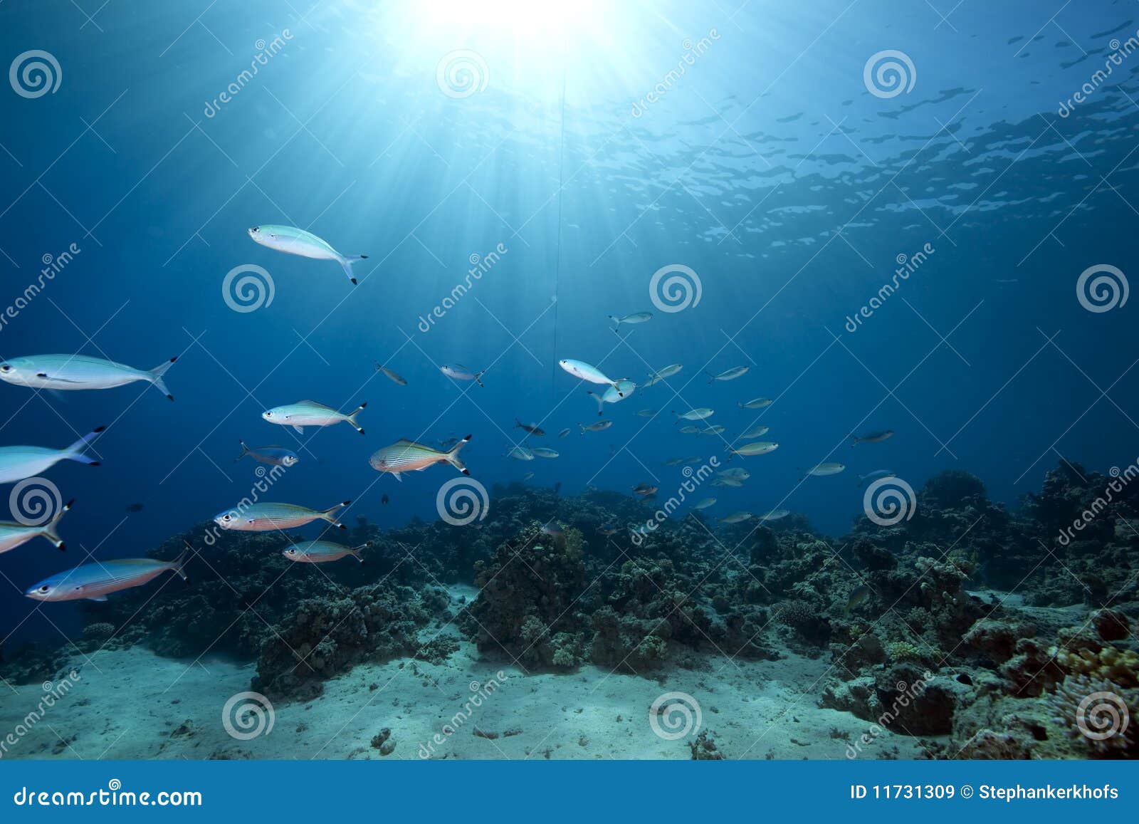 Ocean and fish stock image. Image of beneath, dark, calm - 11731309