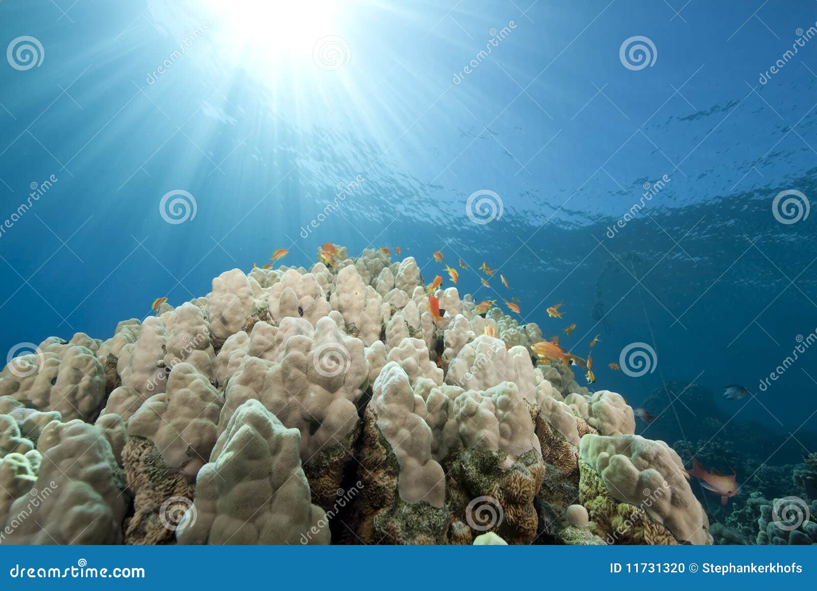 Ocean and fish stock photo. Image of horizontal, depth - 11731320