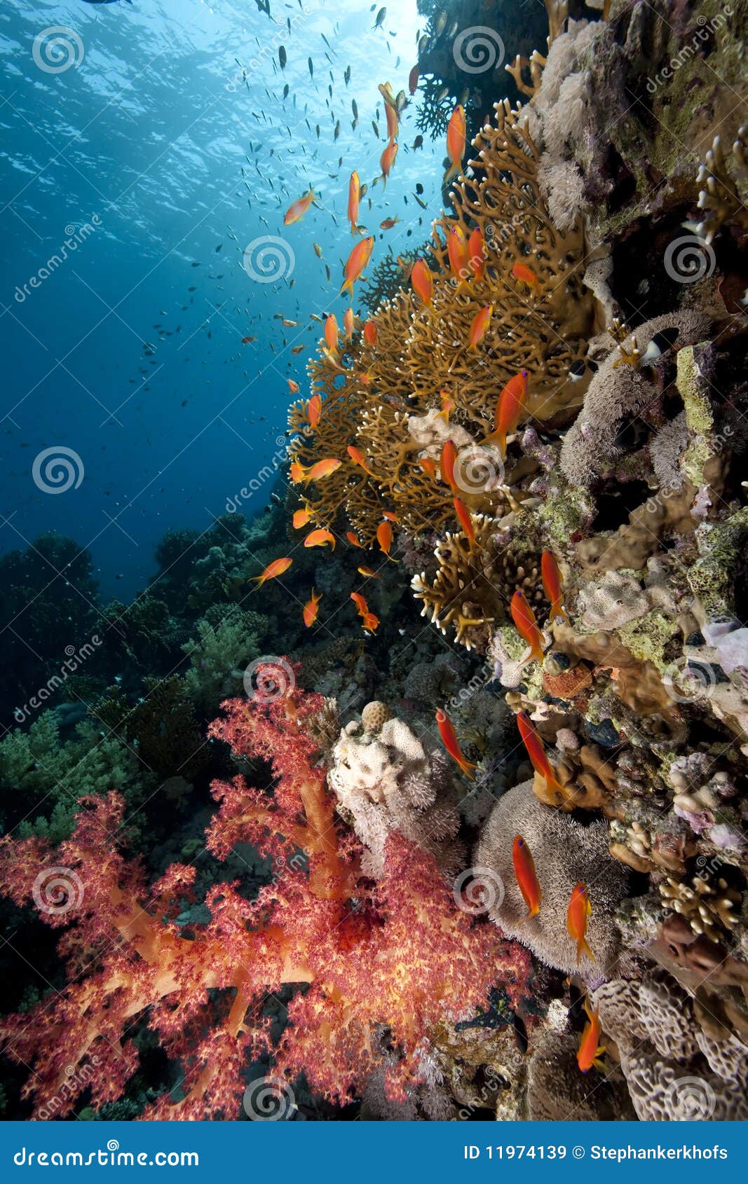 Ocean and fish stock image. Image of copy, fish, rendered - 11974139