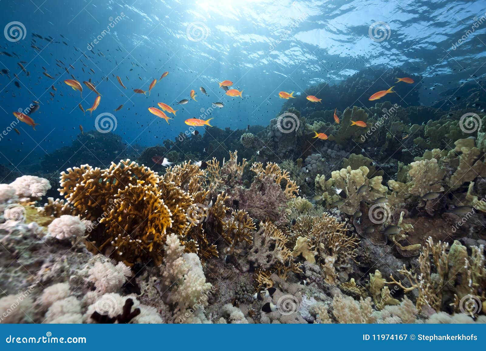 Ocean and fish stock image. Image of beneath, inviting - 11974167