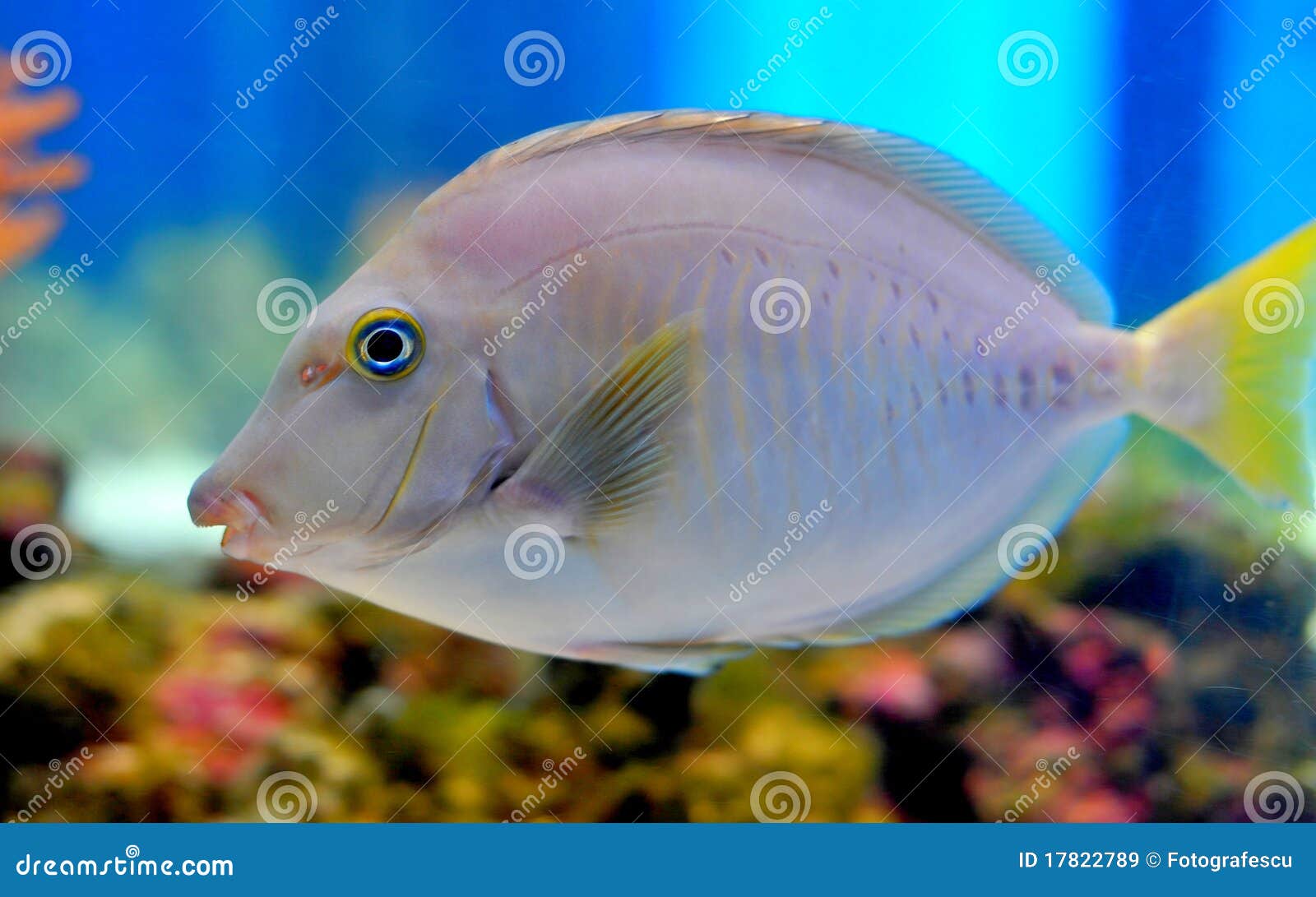 Ocean fish stock image. Image of trigger, ocean, amphirion - 17822789