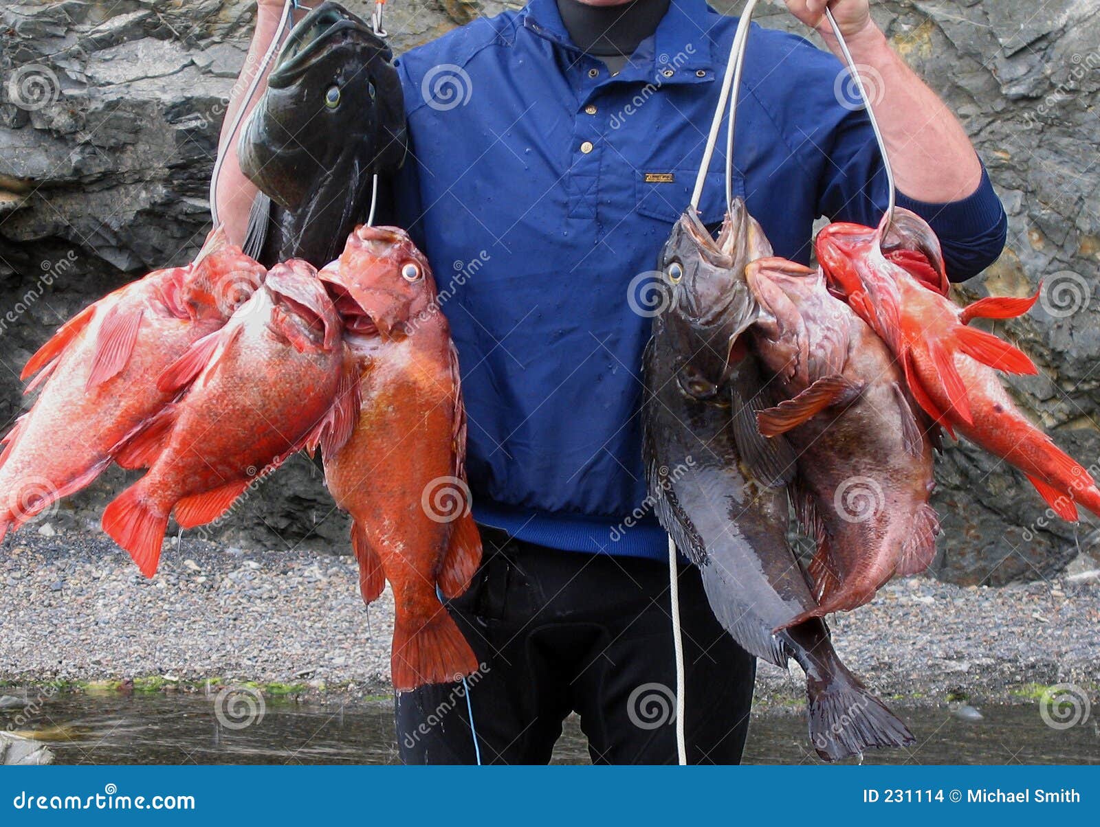 Ocean Fish stock photo. Image of abundance, pacific, clean - 231114