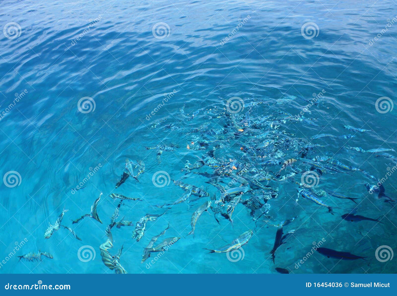 Ocean and fish background stock photo. Image of environment - 16454036