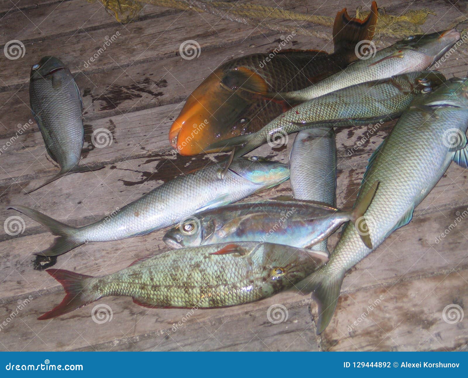 Ocean Fish Catch on the Boat Deck Stock Photo - Image of ocean ...