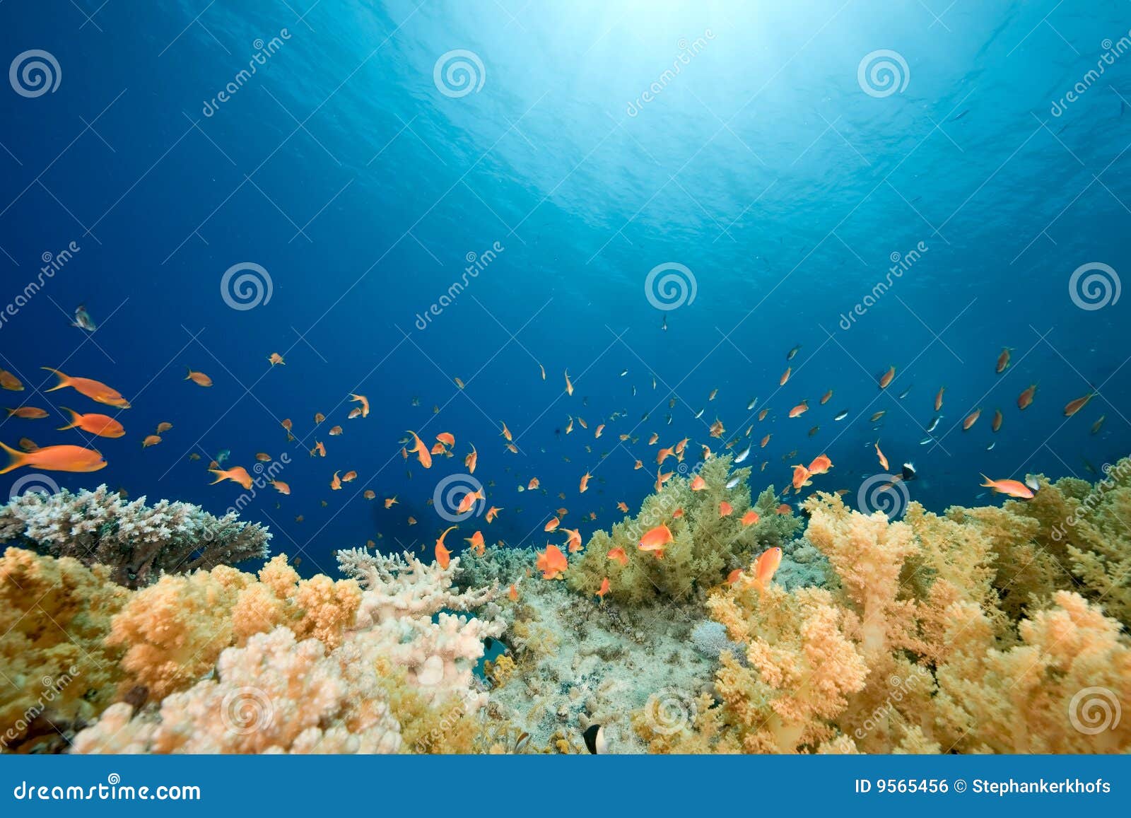 Ocean, fish and coral stock photo. Image of bright, diving - 9565456