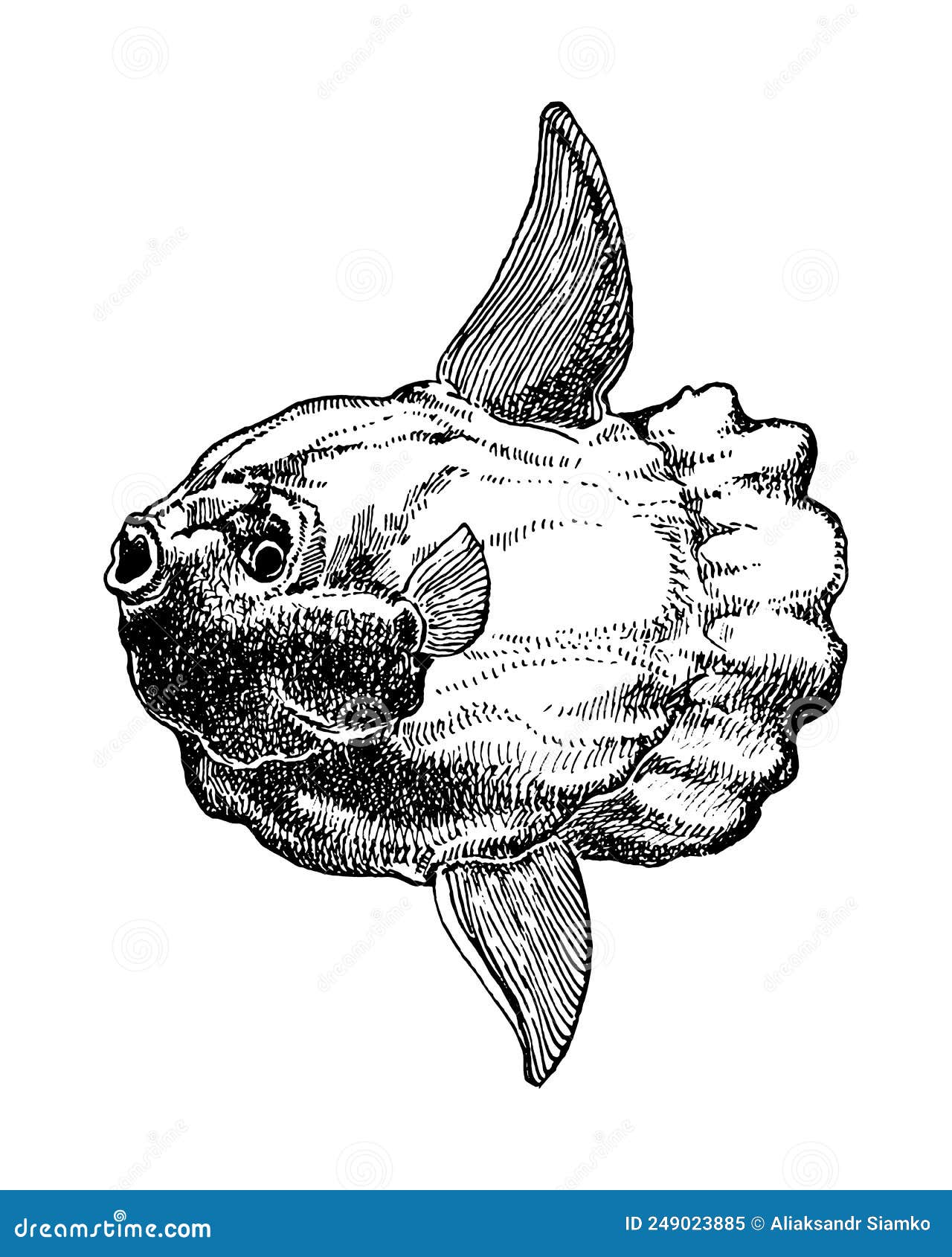 Fish Mola Mola Line Art Icon Logo Vector | CartoonDealer.com #238492420