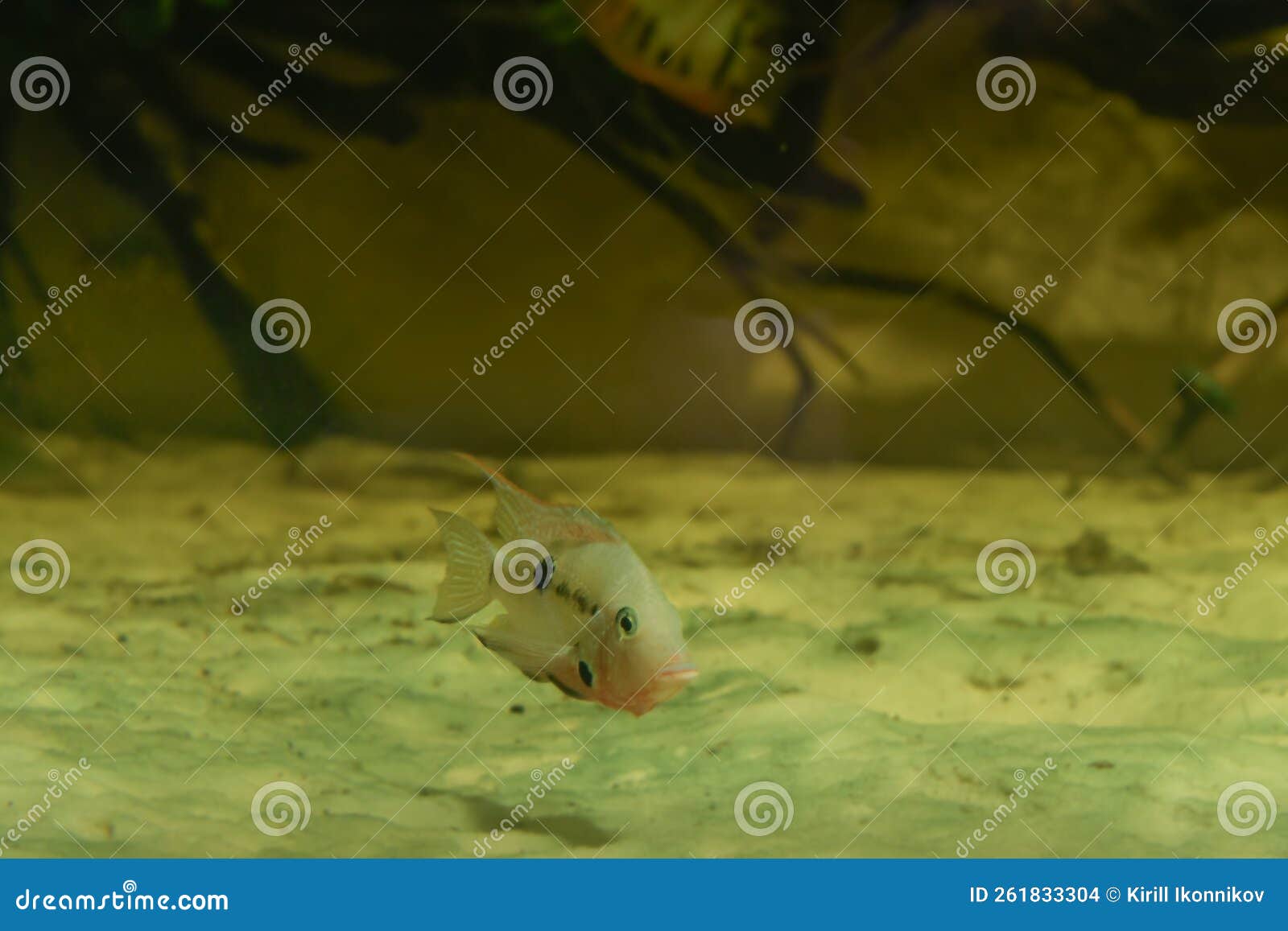 Ocean Fish, Pajama-cardinalfish Stock Photo - Image of aquaculture ...
