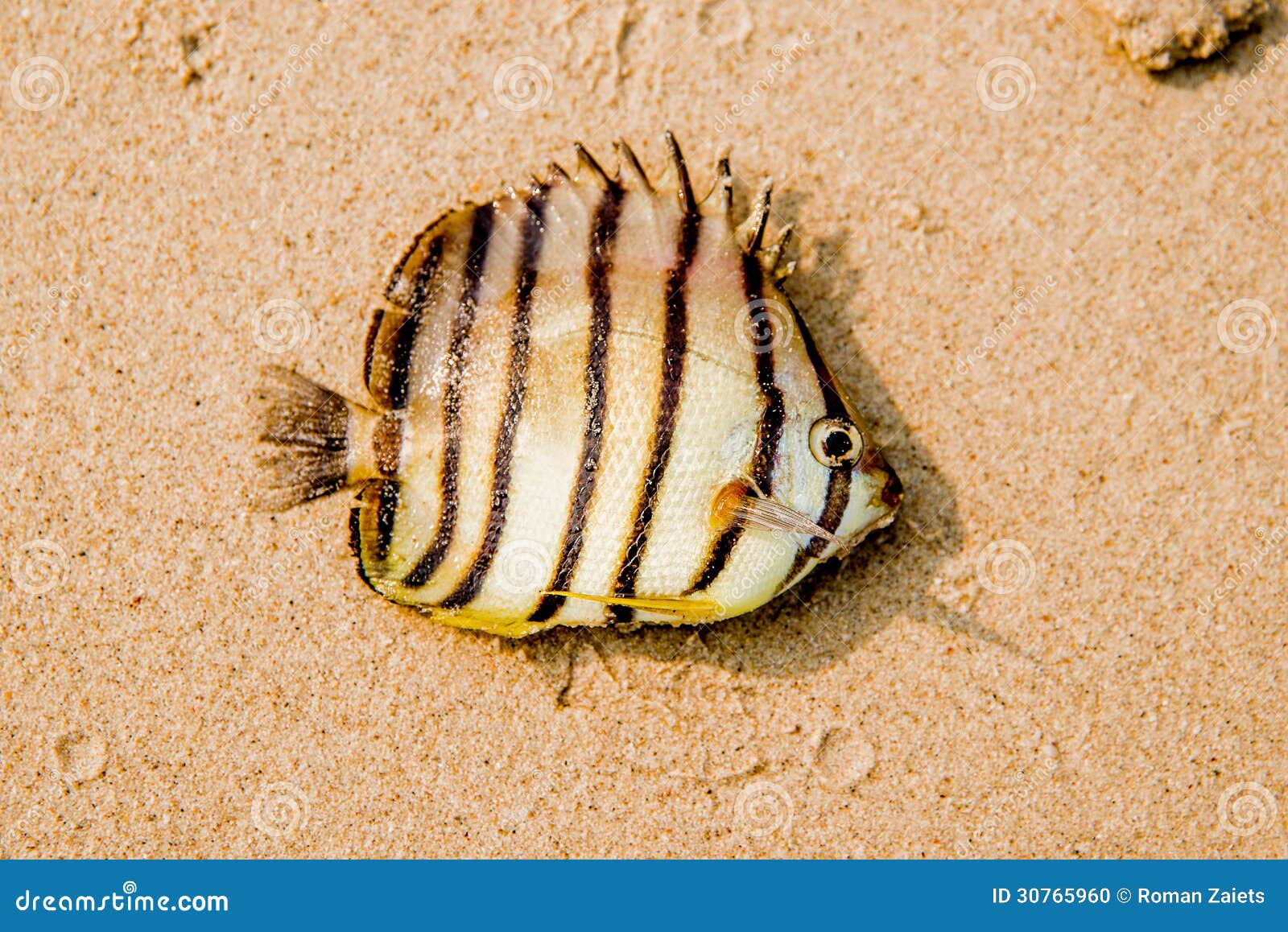 Ocean fish stock photo. Image of bass, pets, hobbies - 30765960