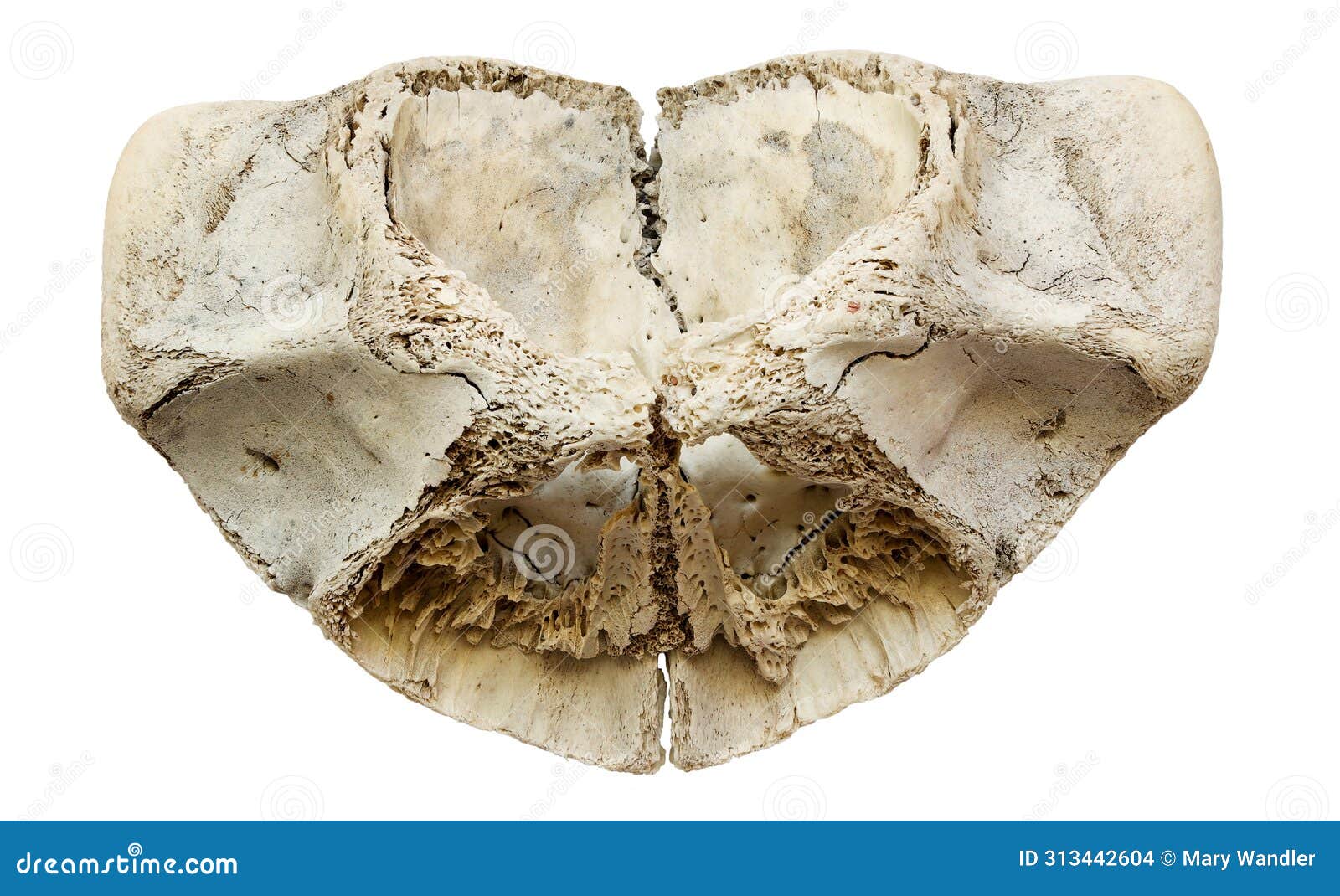 Ocean Fish Skull Isolated on a White Background Stock Photo - Image of ...