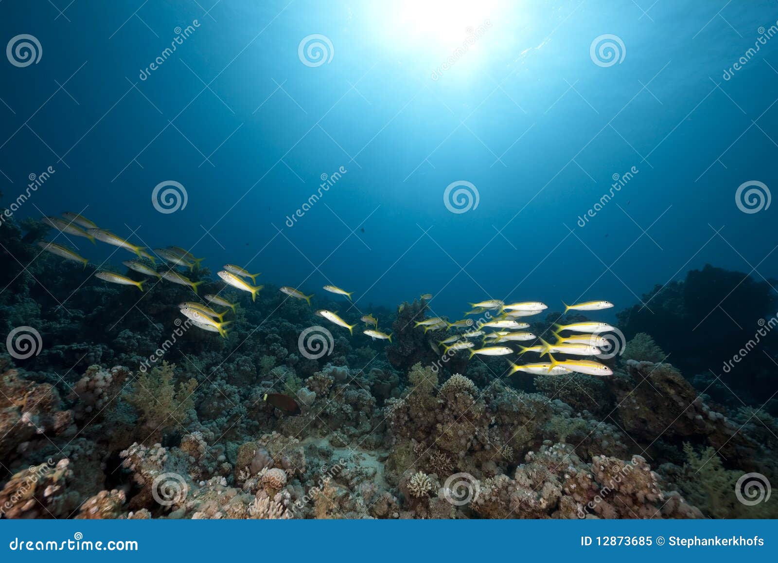 Ocean, fish and sun stock image. Image of sunrays, exotic - 12873685