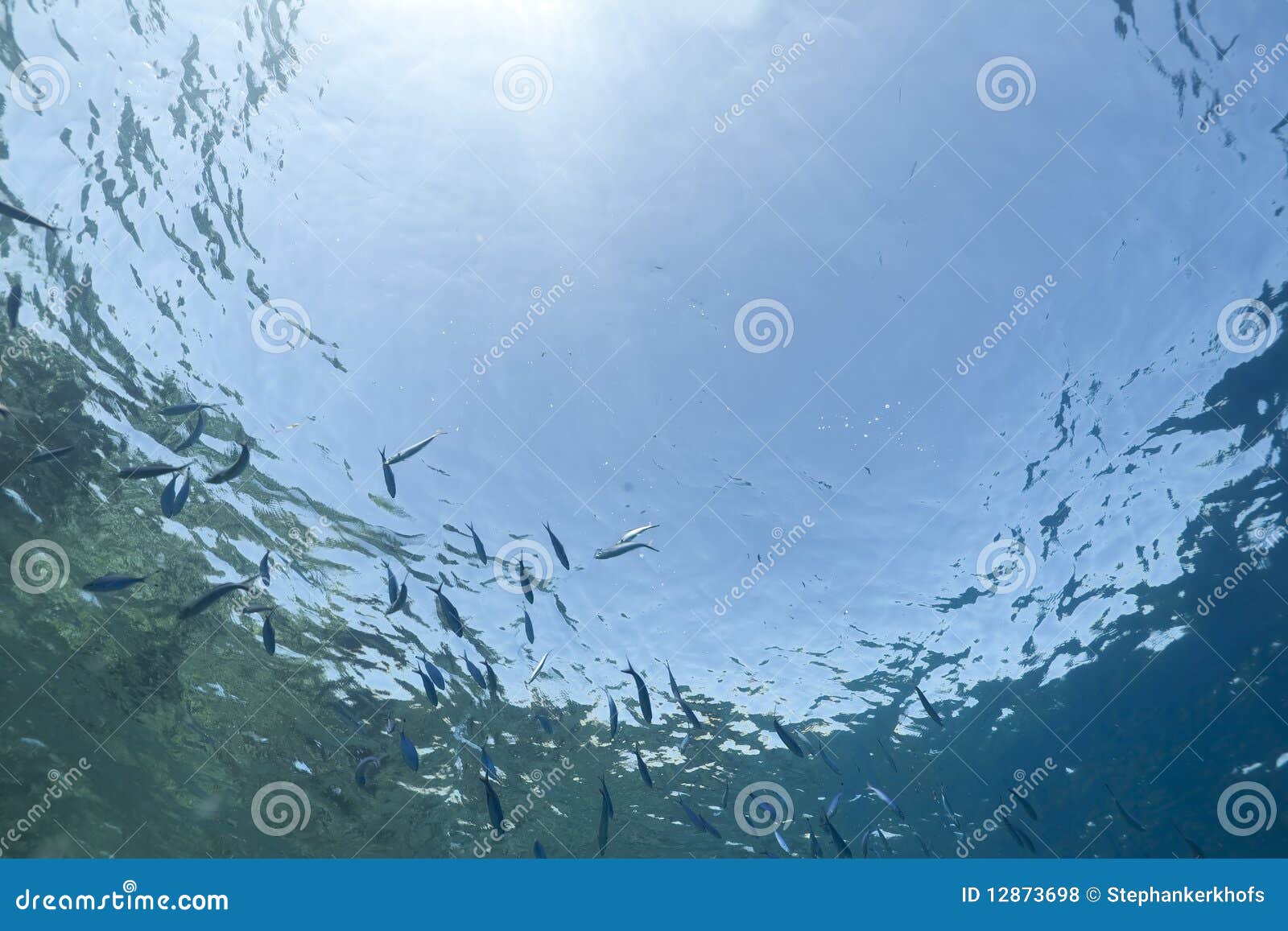 Ocean, fish and sun stock photo. Image of deep, coral - 12873698