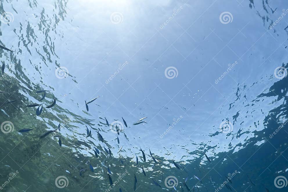 Ocean, fish and sun stock photo. Image of deep, coral - 12873698