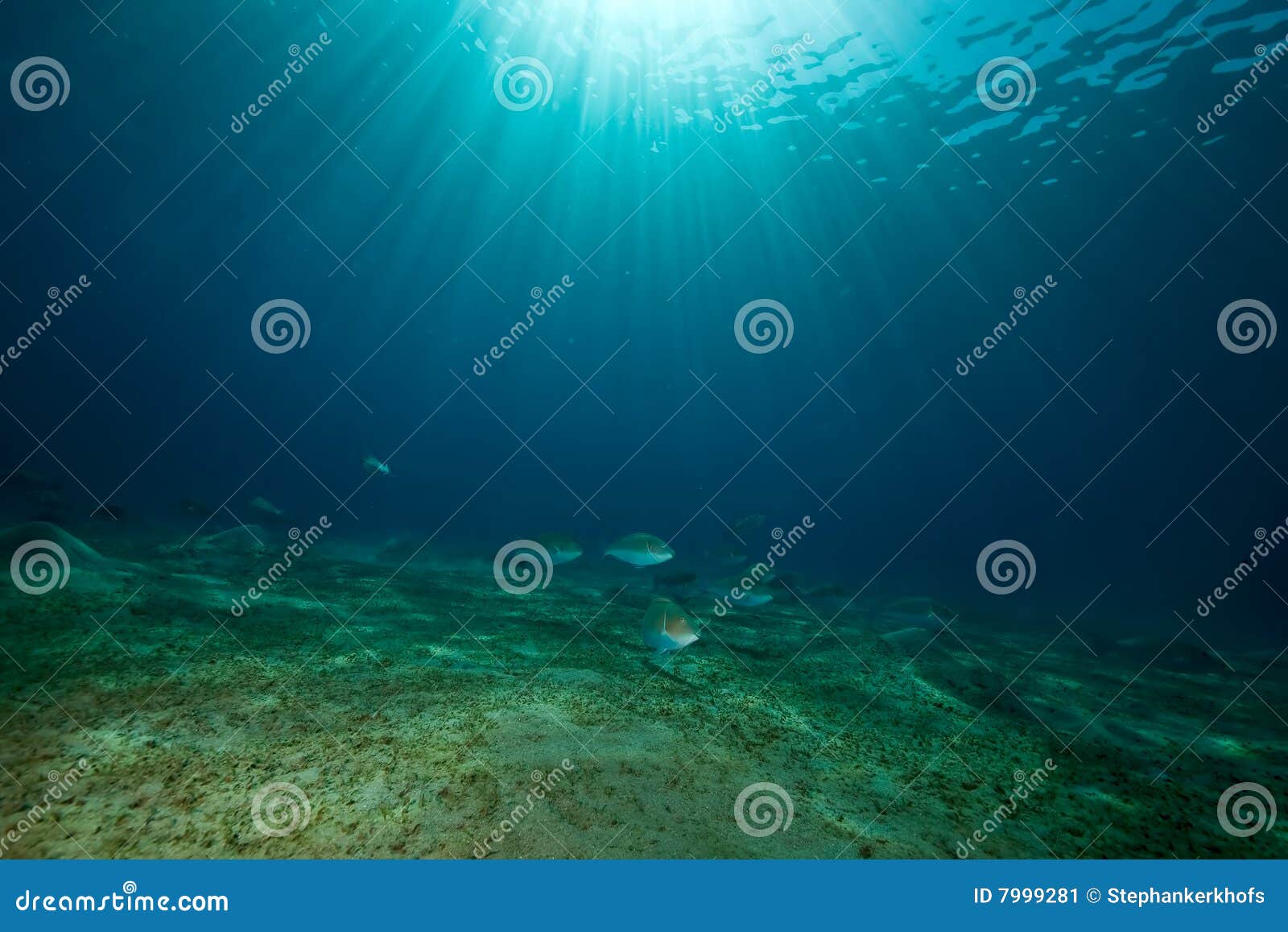 Ocean, fish and sun stock image. Image of reef, aquatic - 7999281