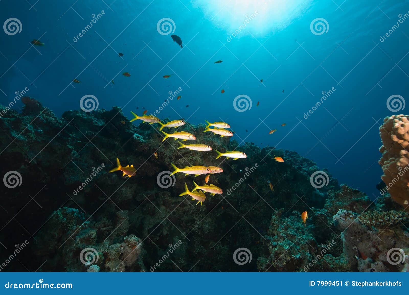 Ocean, fish and sun stock image. Image of ocean, sunbeam - 7999451