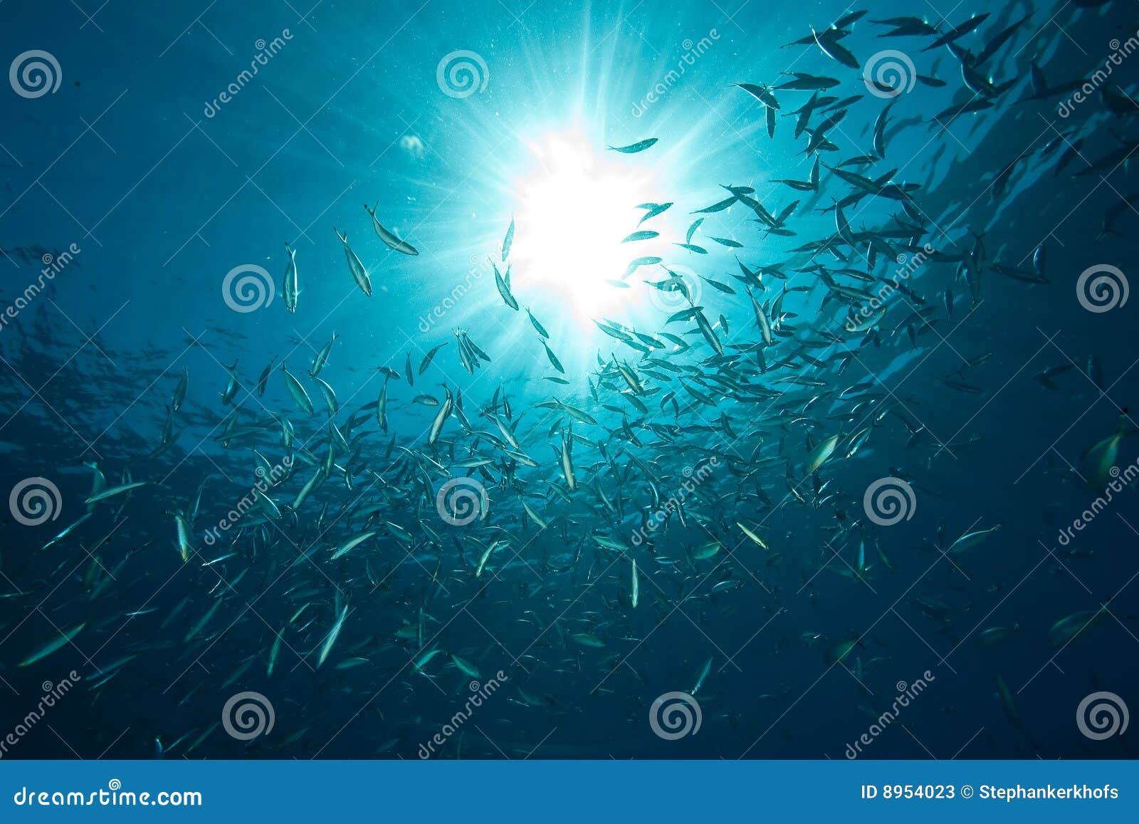 Ocean, fish and sun stock image. Image of sunlight, white - 8954023