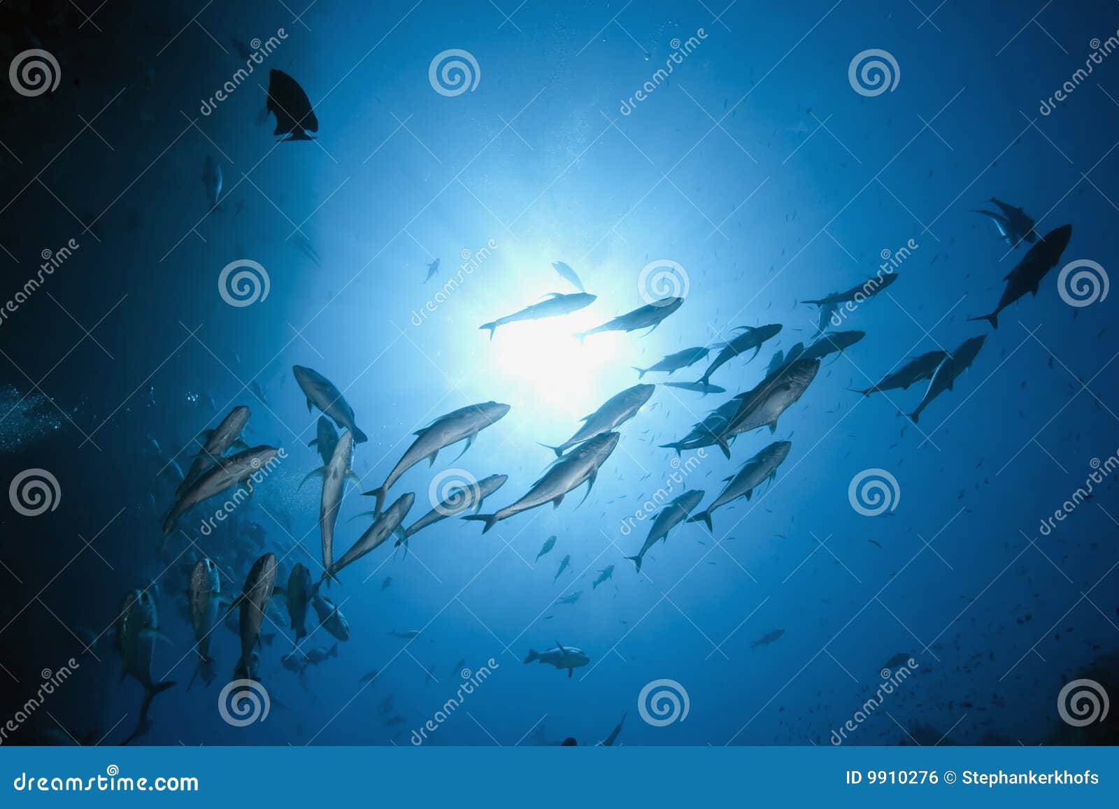 Ocean, fish and sun stock photo. Image of marine, water - 9910276