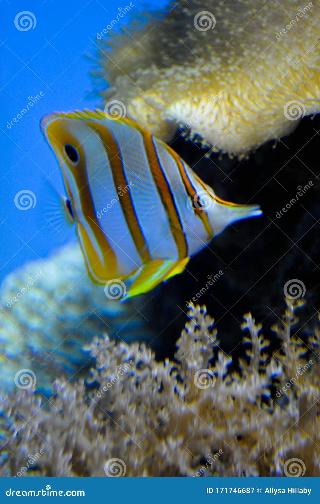 32,949 Ocean Yellow Fish Photos - Free & Royalty-Free Stock Photos from ...