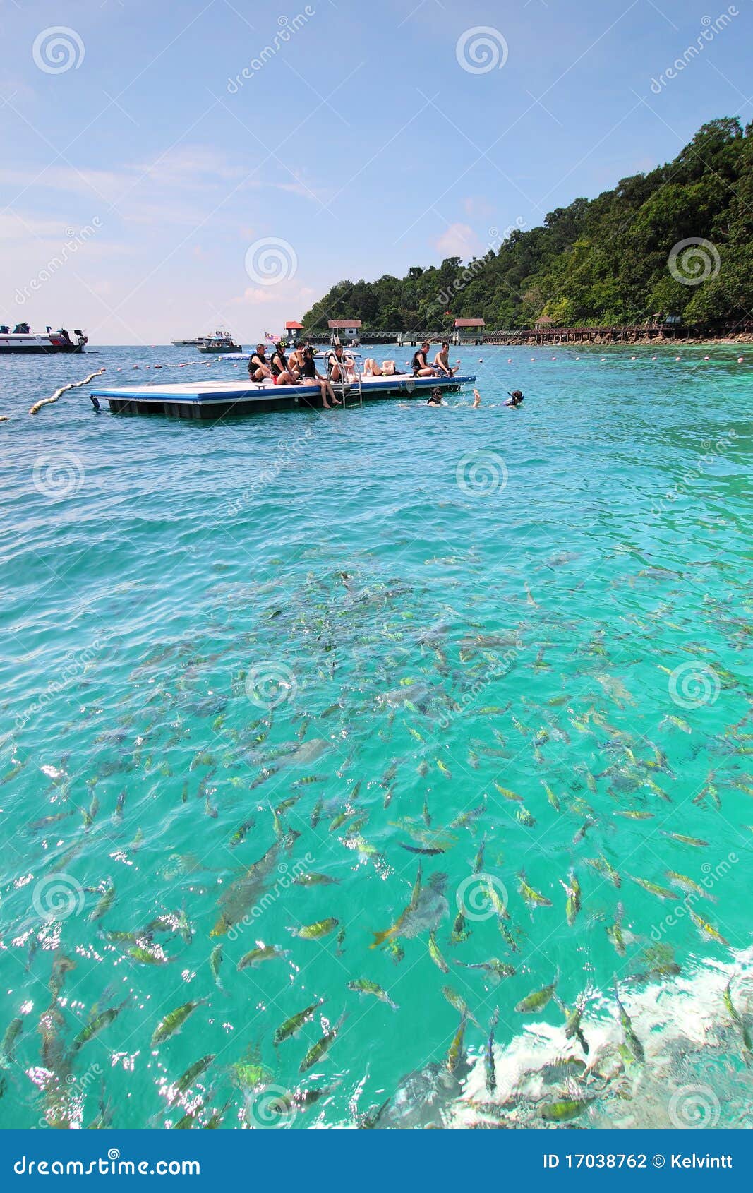 Ocean Fishes at Coral Beach Editorial Photography - Image of ...