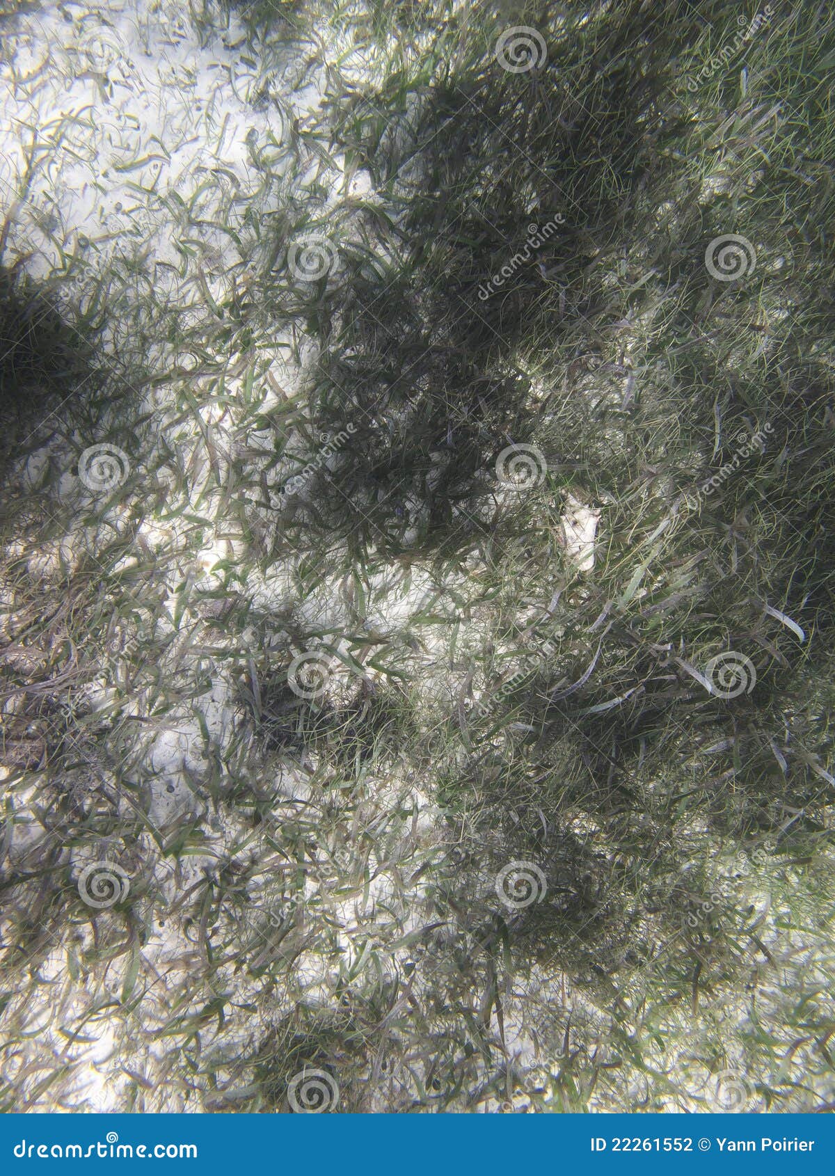Ocean floor stock photo. Image of species, fish, environmental - 22261552