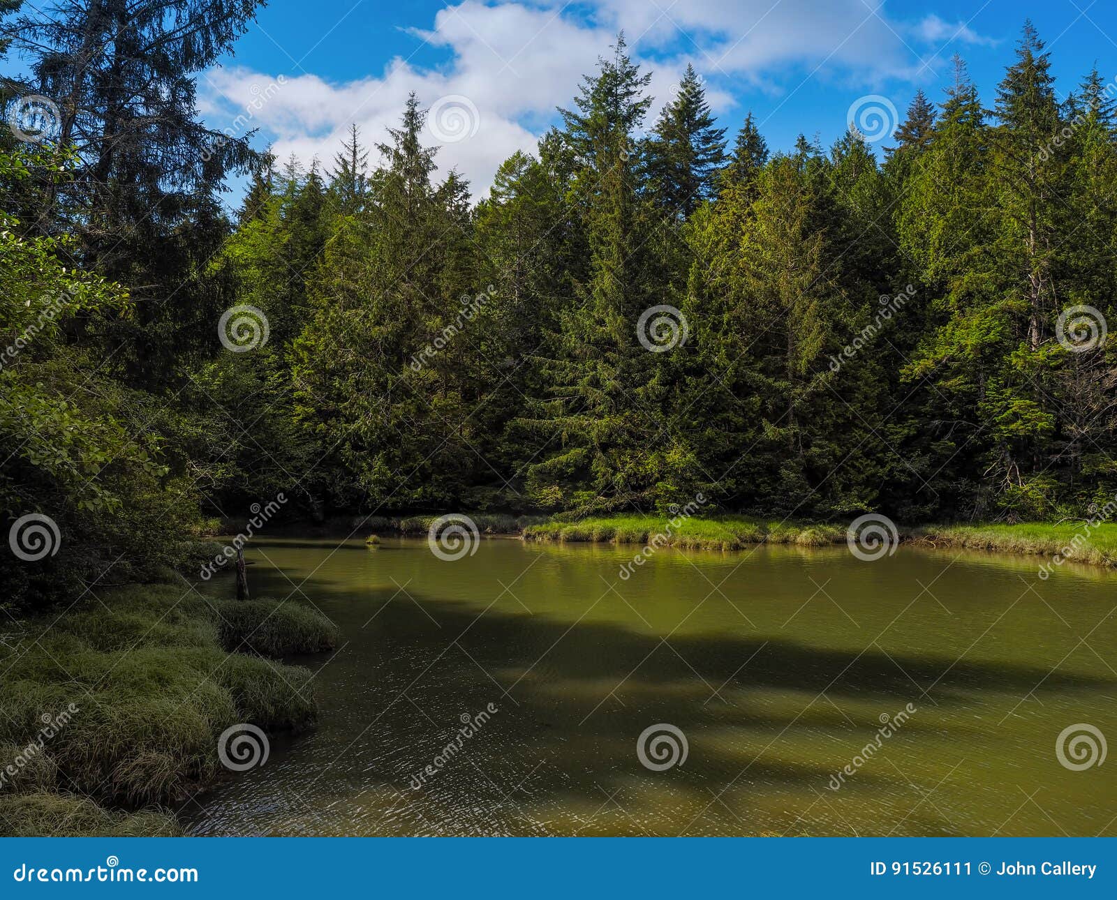 Ocean and Forest Pacific Coast Stock Image - Image of inland, pacific ...