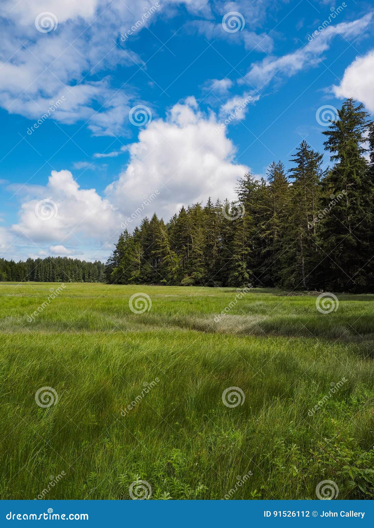 Ocean and Forest Pacific Coast Stock Photo - Image of water, inland ...
