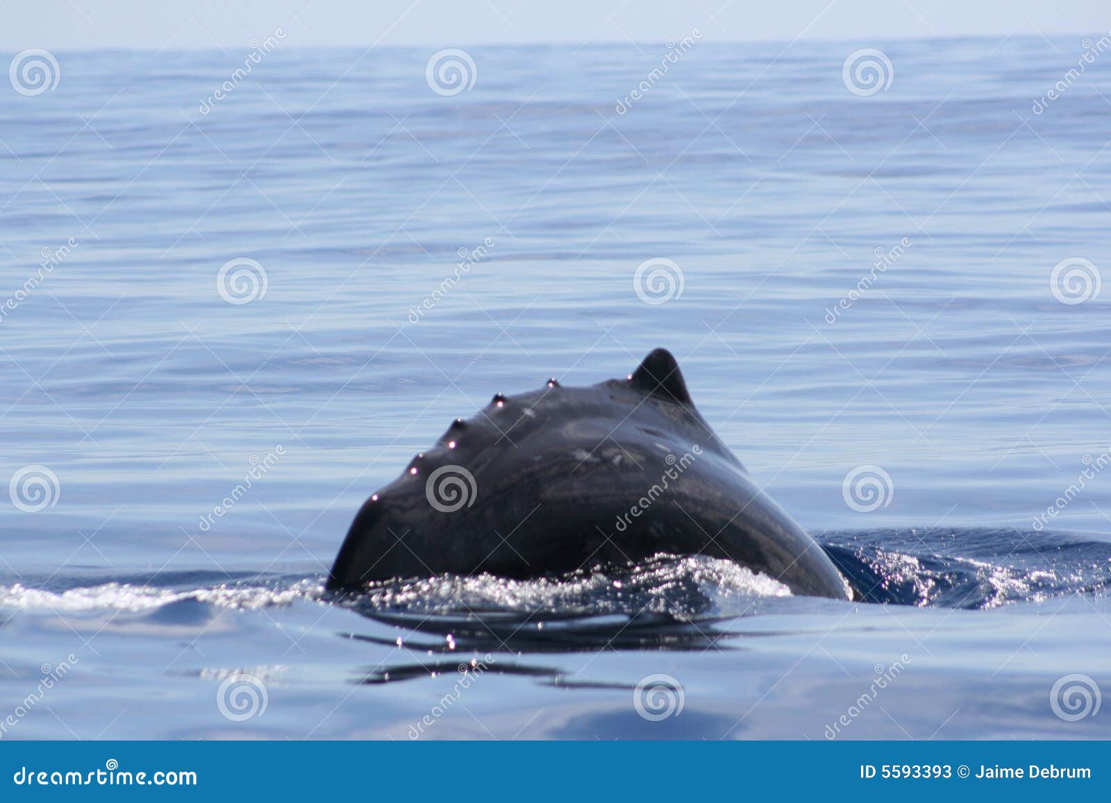 Ocean Giant Picture. Image: 5593393