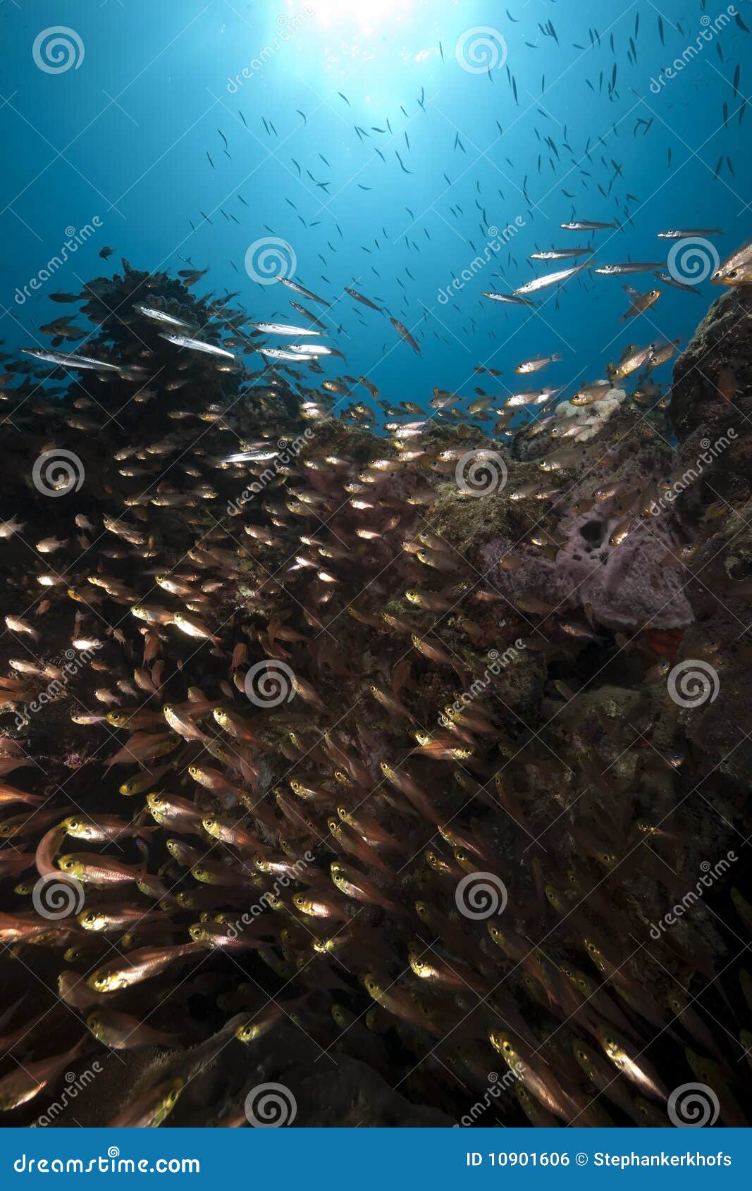 Ocean, Glassfish and Barracudas Stock Photo - Image of sunbeam, nature ...