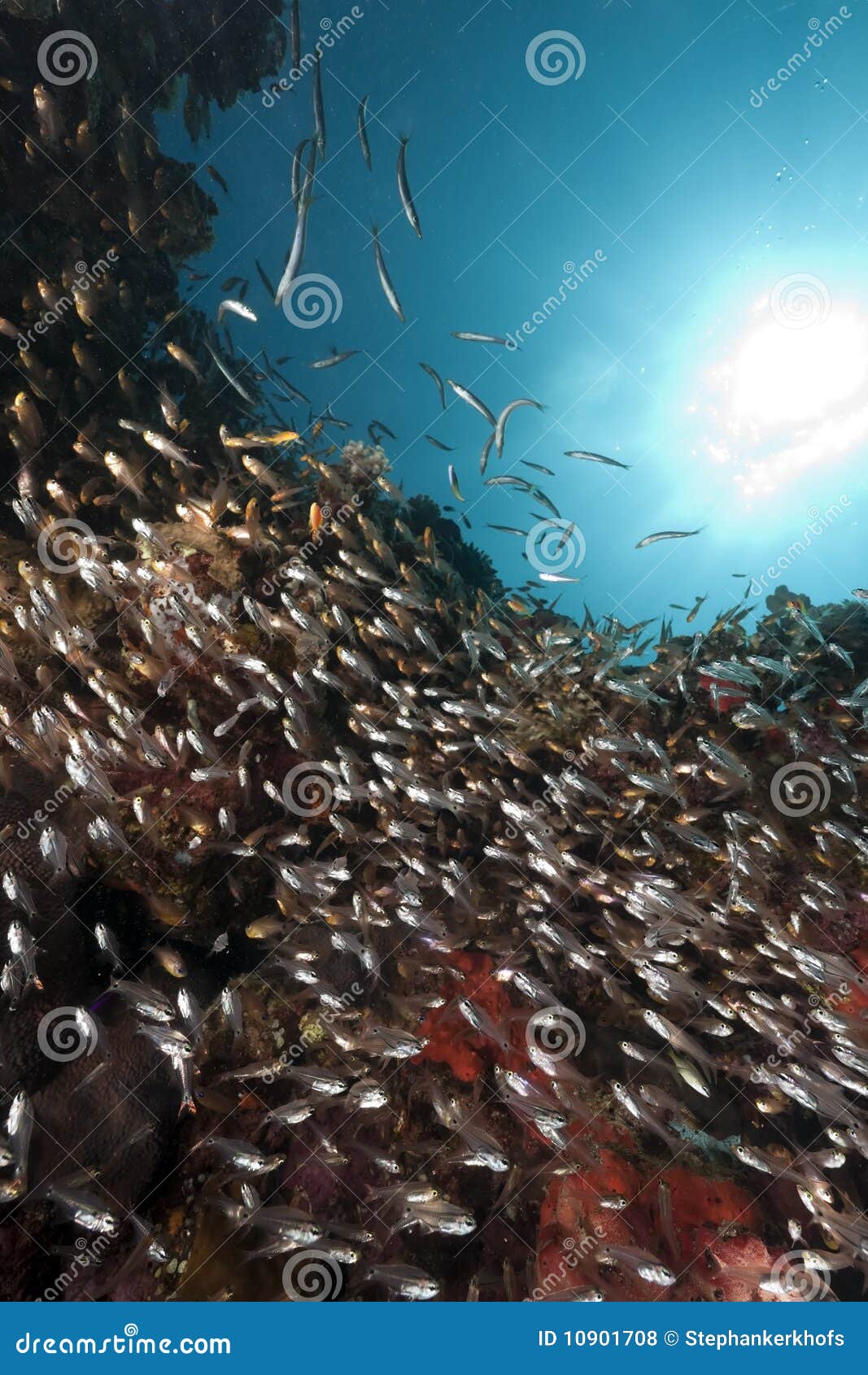 Ocean, Glassfish and Barracudas Stock Photo - Image of aquatic, sunbeam ...