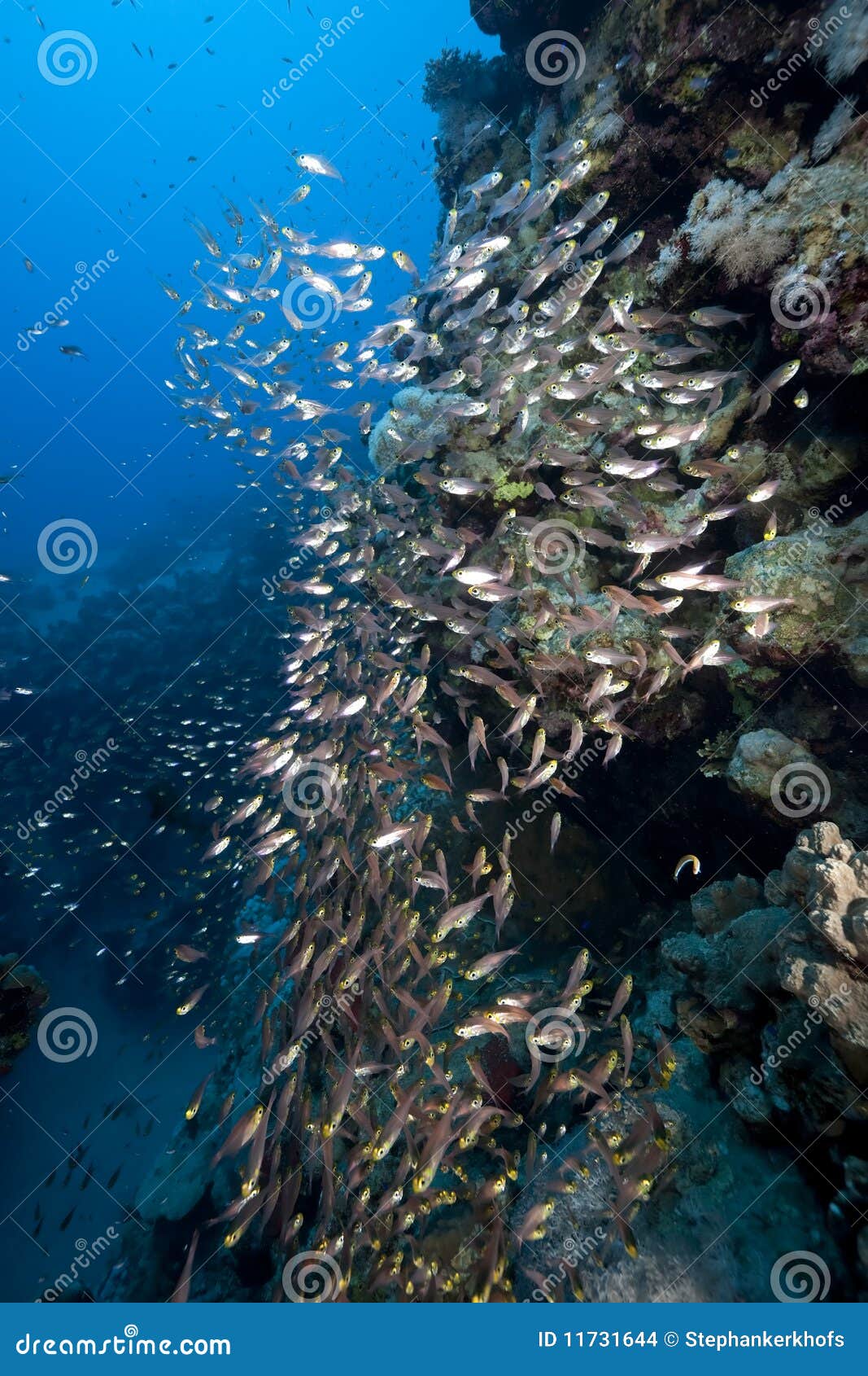 Ocean and golden sweepers stock photo. Image of calm - 11731644