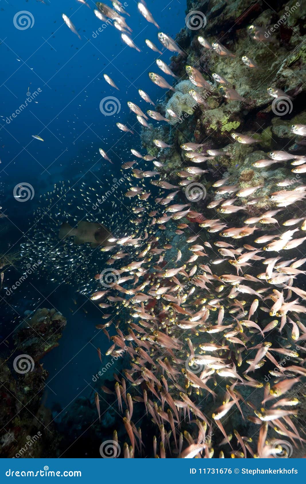 Ocean and golden sweepers stock photo. Image of fish - 11731676