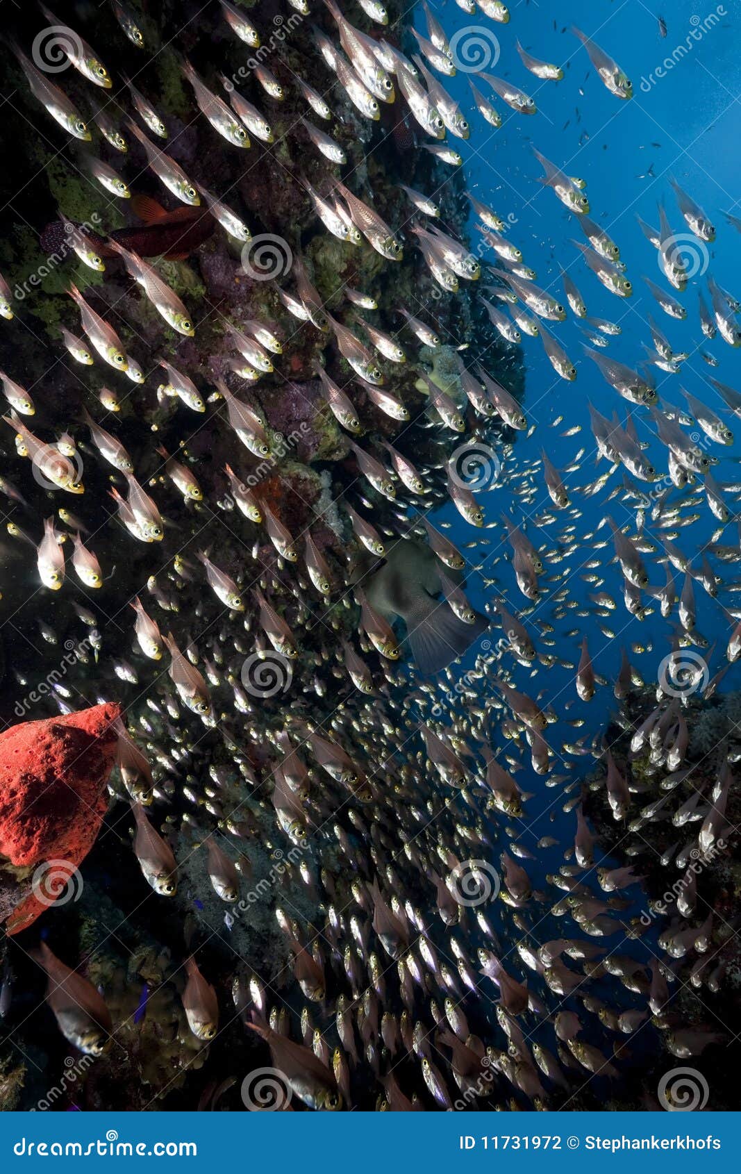 Ocean and golden sweepers stock photo. Image of beneath - 11731972