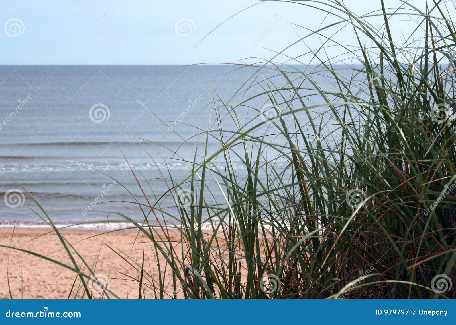 Ocean Grass stock image. Image of sanddune, sand, seacoast - 979797