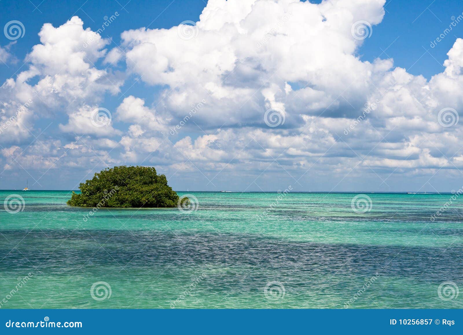Ocean of Green Leaves in Blue Ocean Stock Image - Image of exotic ...