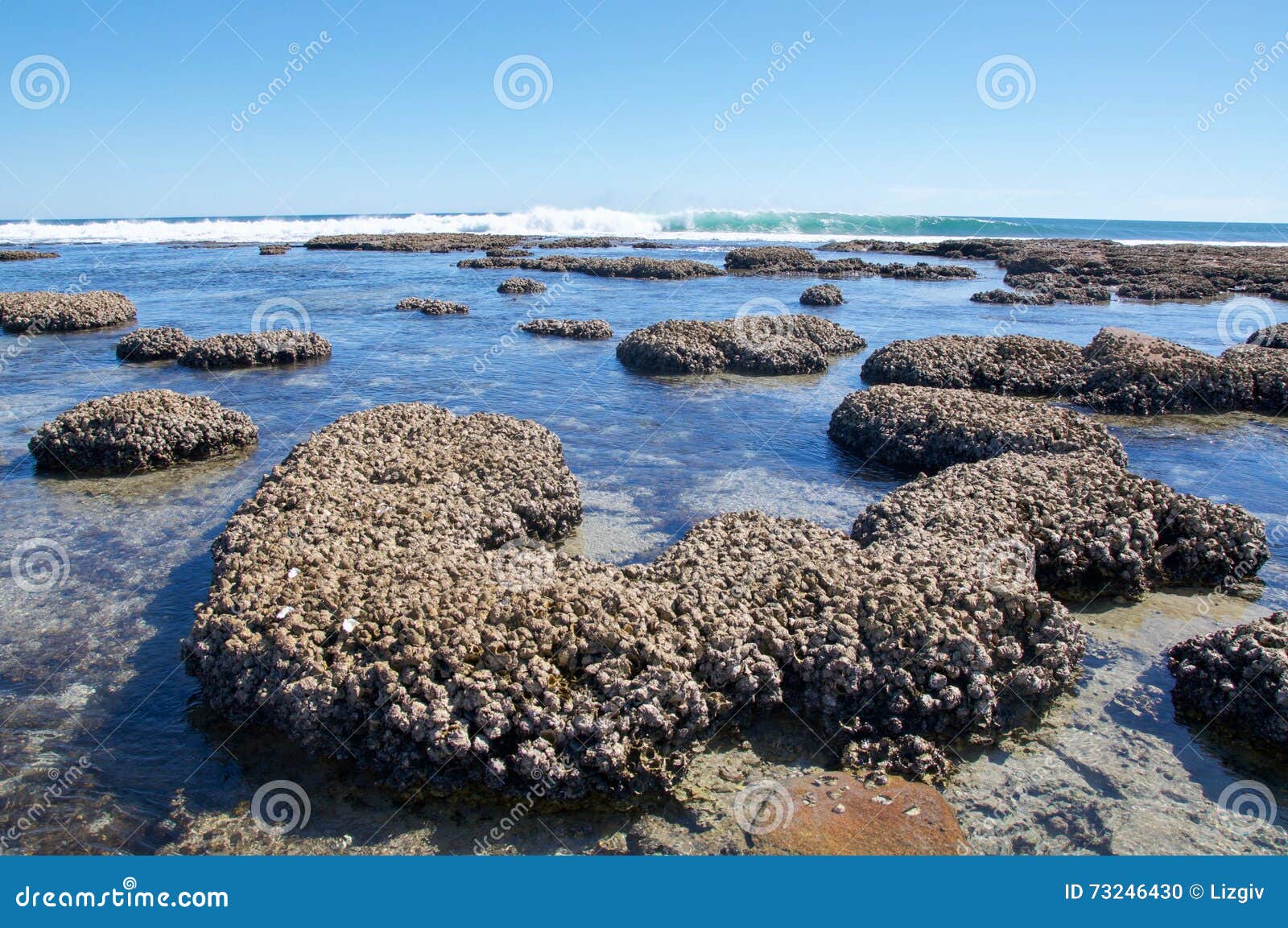 Ocean Indyjski: Przypływ Rafa I Baseny Zdjęcie Stock - Obraz złożonej z ...