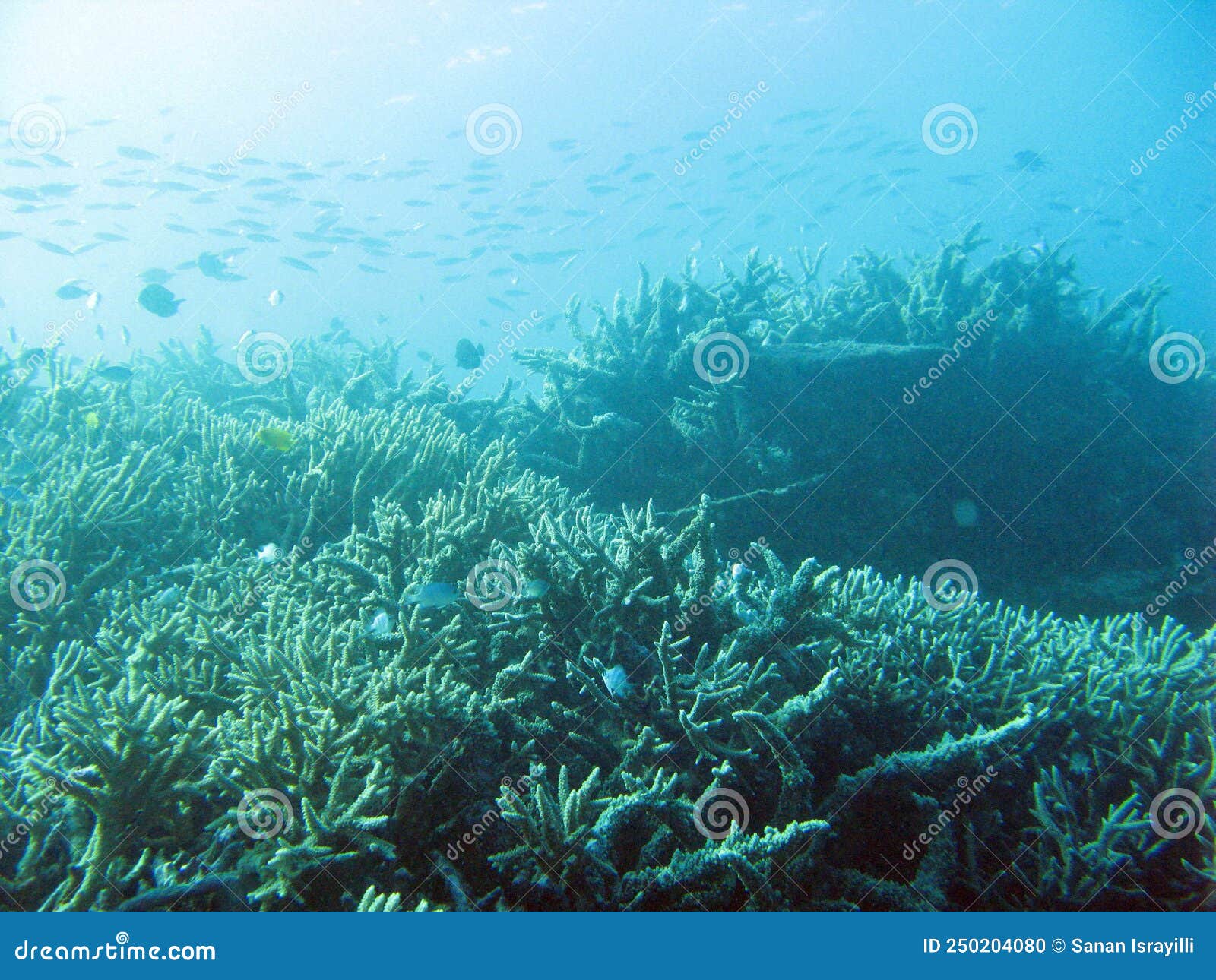 An Ocean Landscape of Corals and Shoals of Reef Fish Stock Photo ...