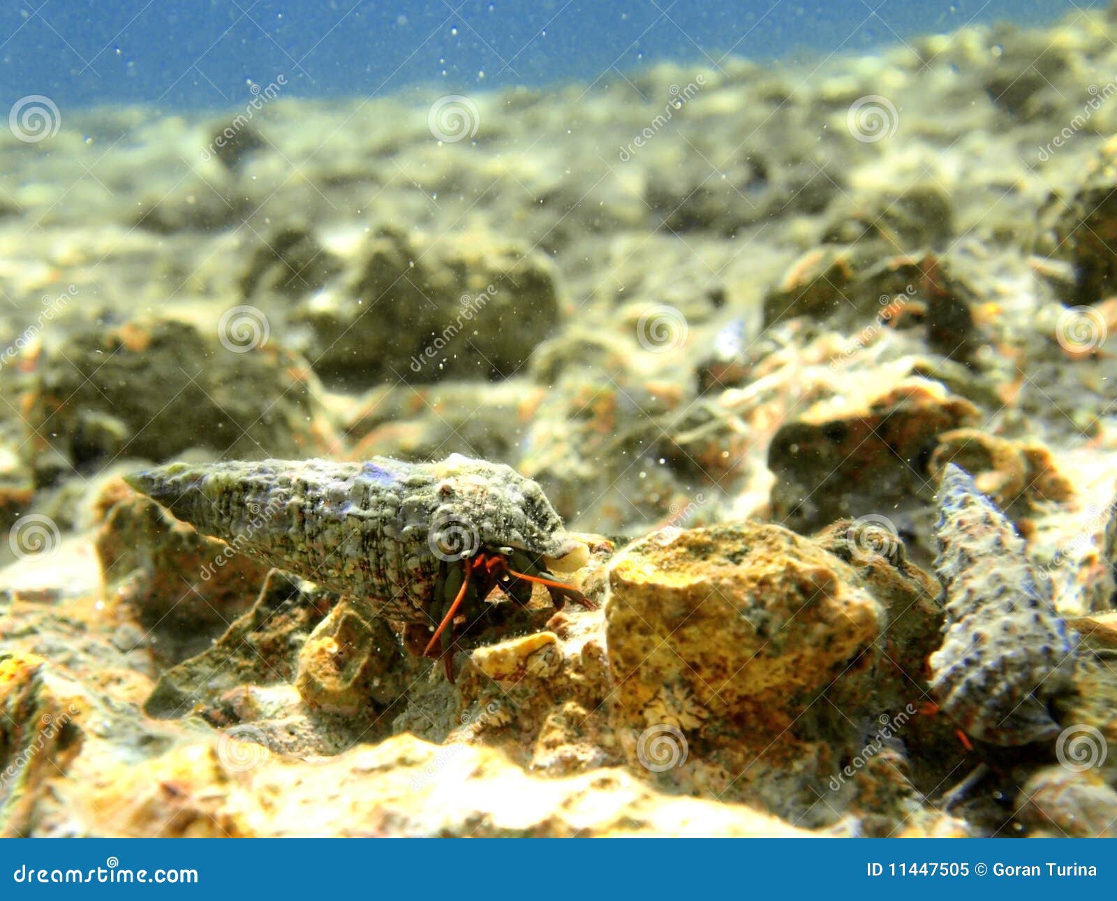 Ocean life form stock image. Image of underwater, form - 11447505