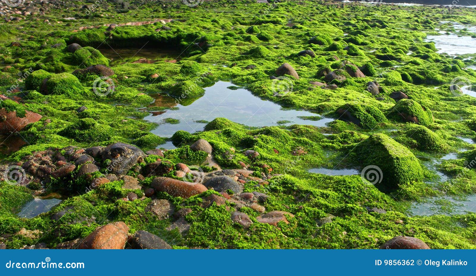 Sea Moss Atlantic Africa Stock Photos - Free & Royalty-Free Stock ...