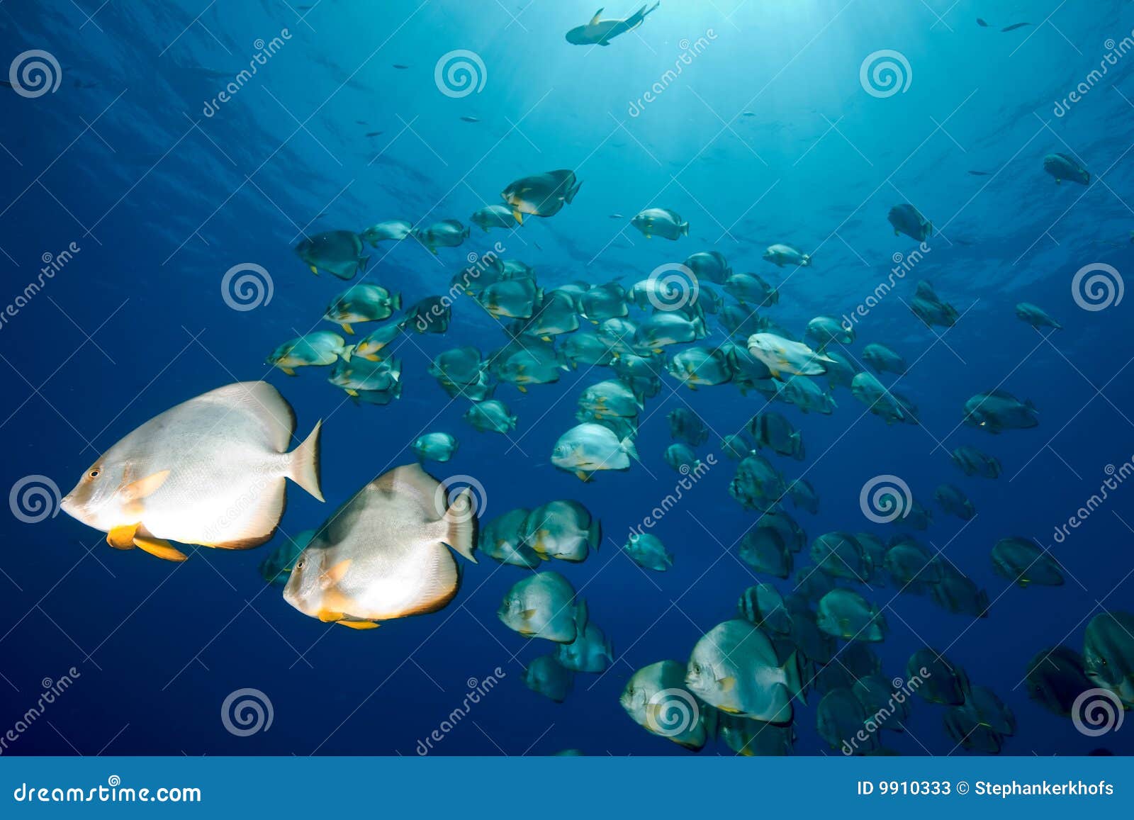 Ocean And Orbicular Spadefish Picture. Image: 9910333