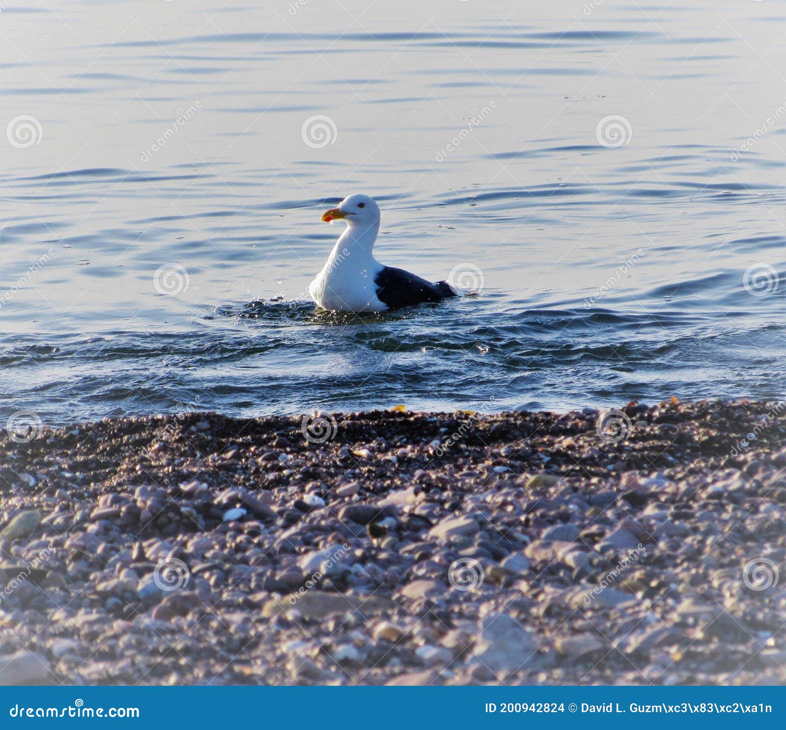 Pretty Seagull Shaking Extra Water Stock Photo - Image of sonora, ready ...