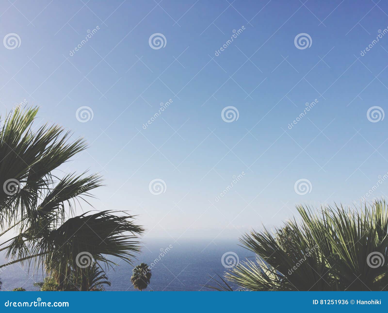 Ocean, Palm Trees and Blue Sky Stock Photo - Image of clear, lush: 81251936