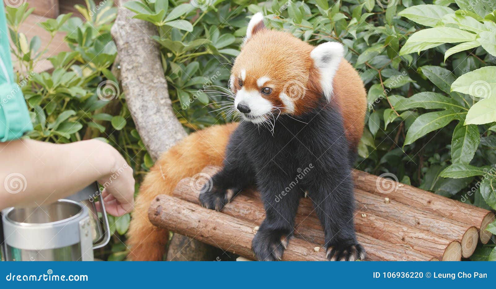 Ocean Park, Hong Kong, 09 December 2017:-Red Panda Playing with Stock ...